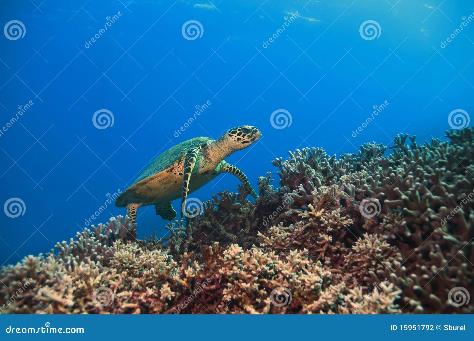 Green turtle stock photo. Image of green, animal, peaceful - 15951792