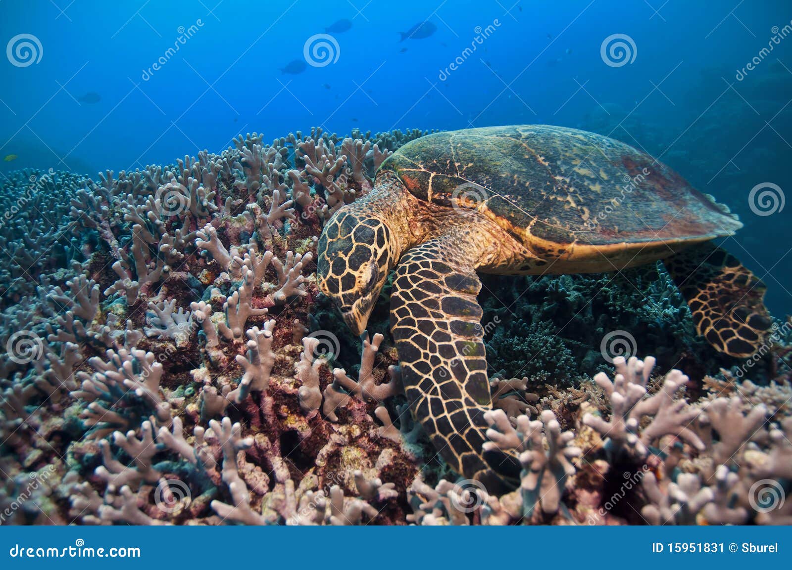 Green turtle stock image. Image of queensland, tropical - 15951831