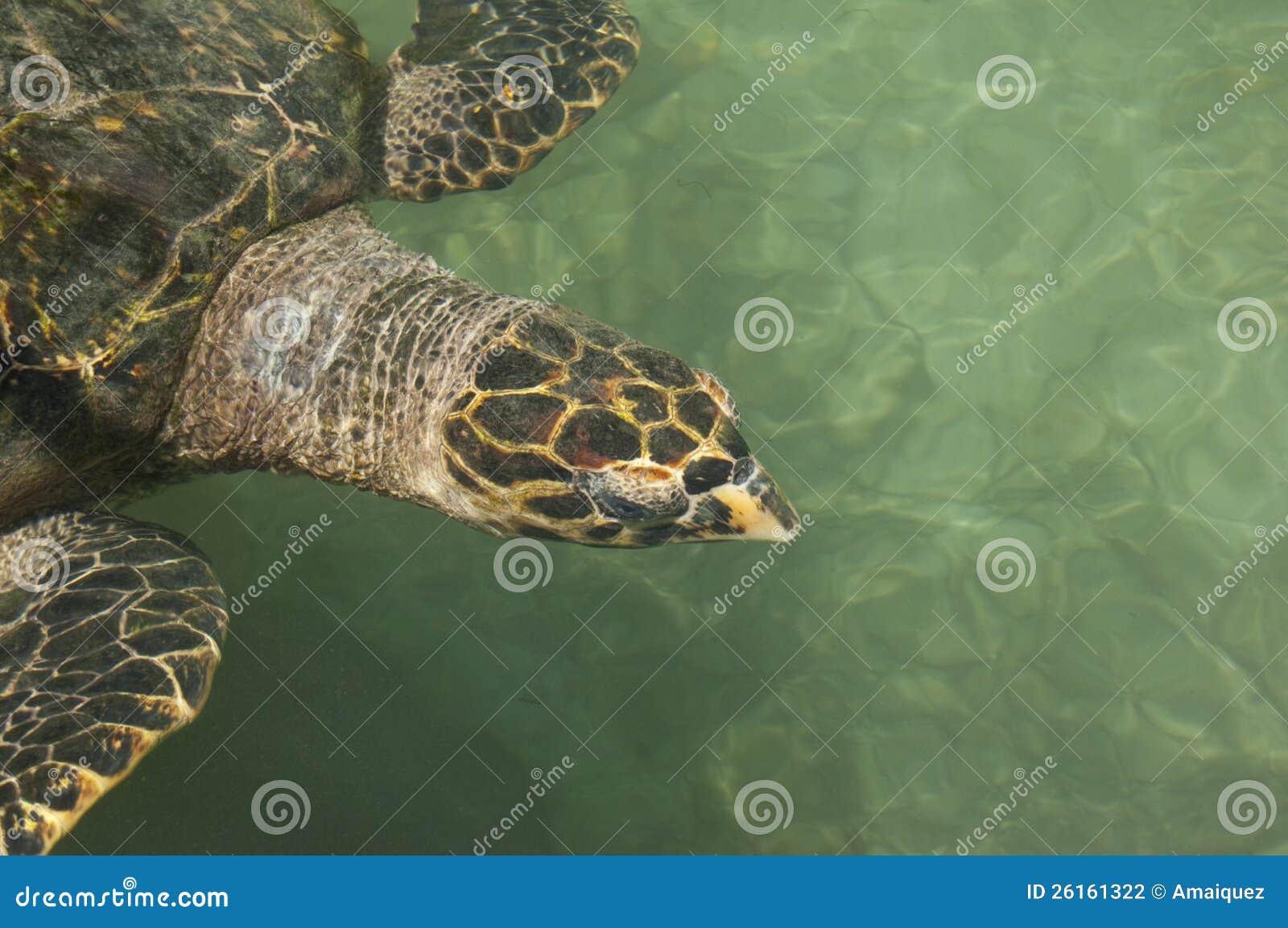 Green turtle stock photo. Image of species, aquatic, motion - 26161322