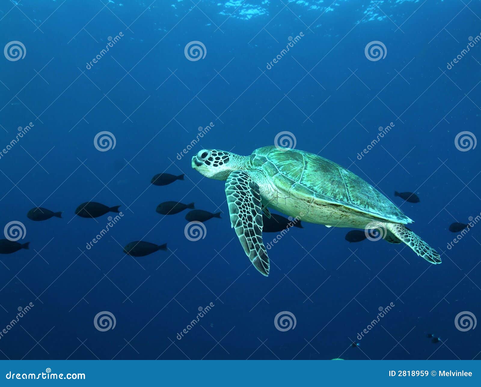 Green Turtle stock image. Image of nature, outdoor, sealife - 2818959