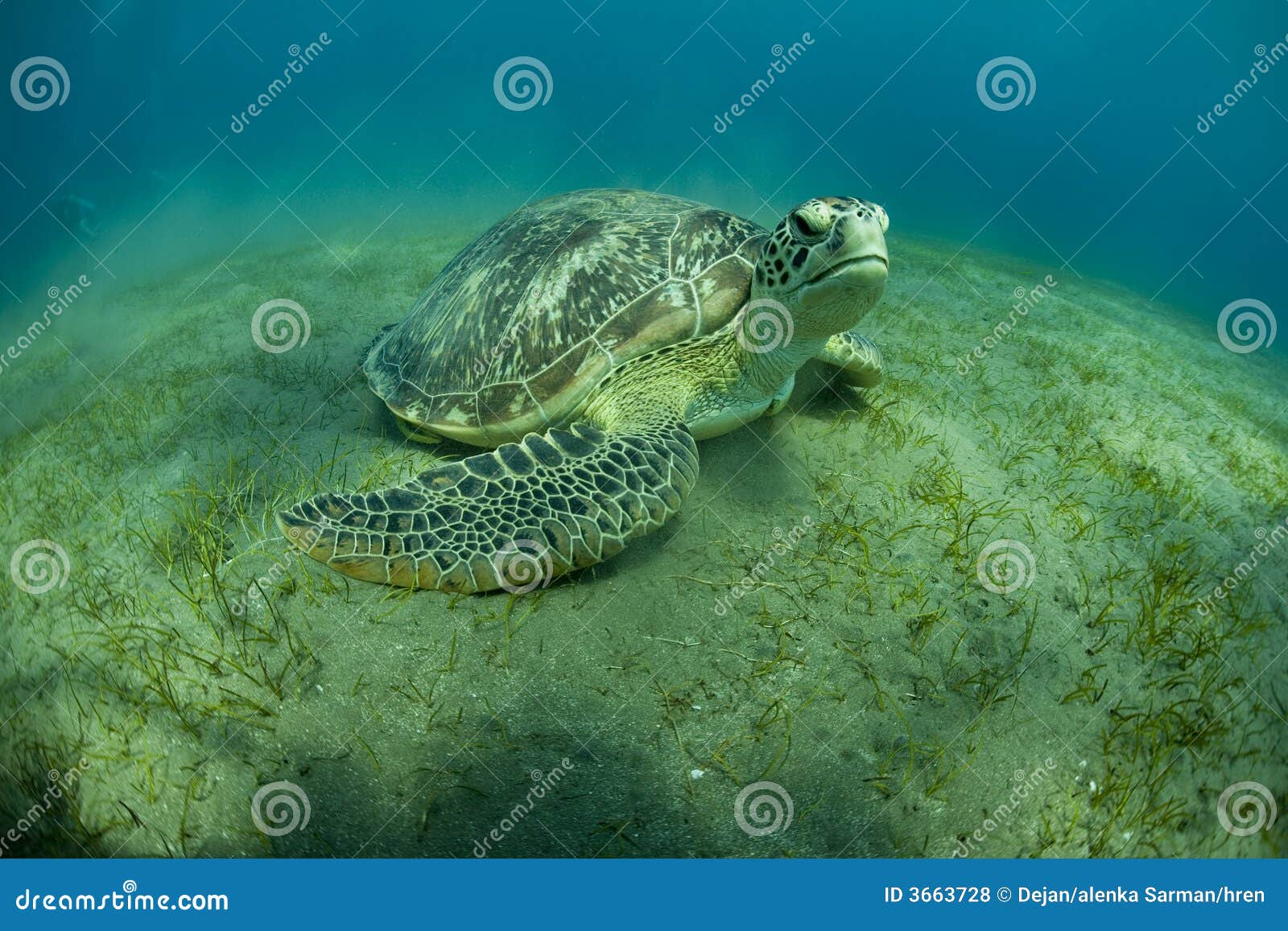 Green Turtle stock photo. Image of underwater, green, turtle - 3663728