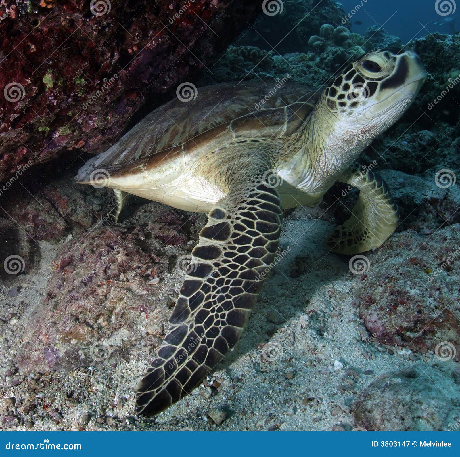 Green Turtle stock image. Image of sealife, life, water - 3803147