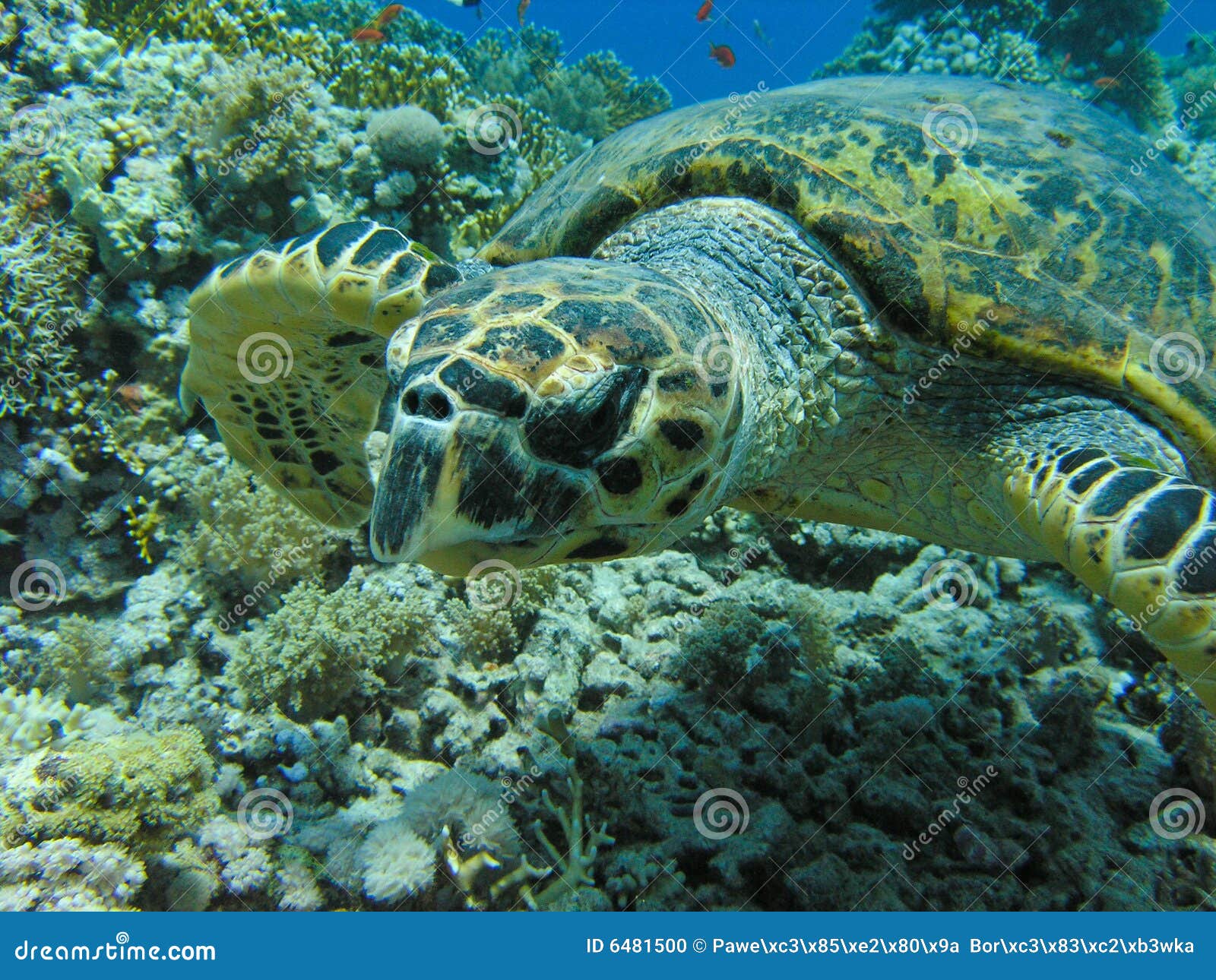 Green Turtle stock photo. Image of life, activity, coral - 6481500