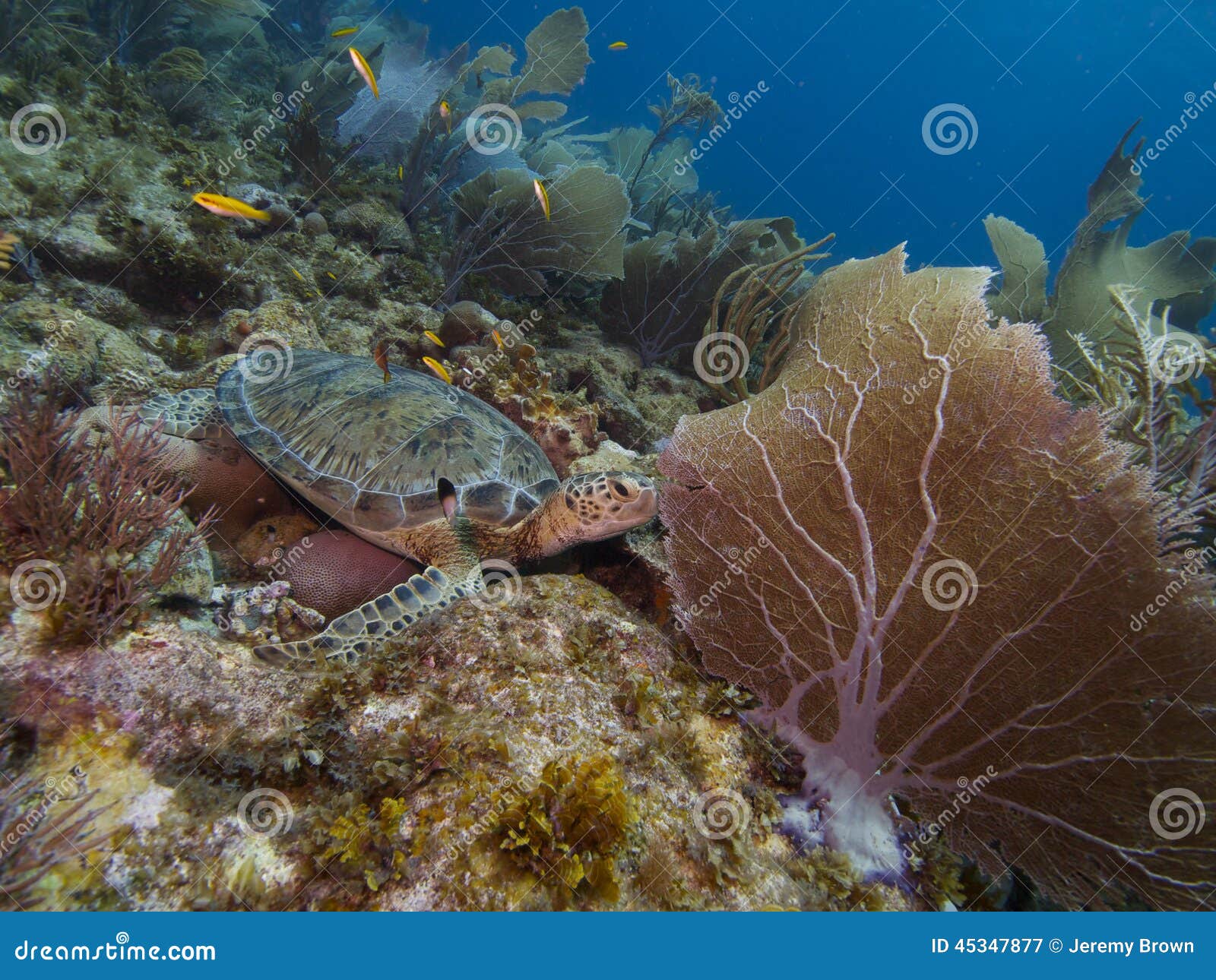 Green Turtle 01 stock image. Image of chelonia, bonaire - 45347877