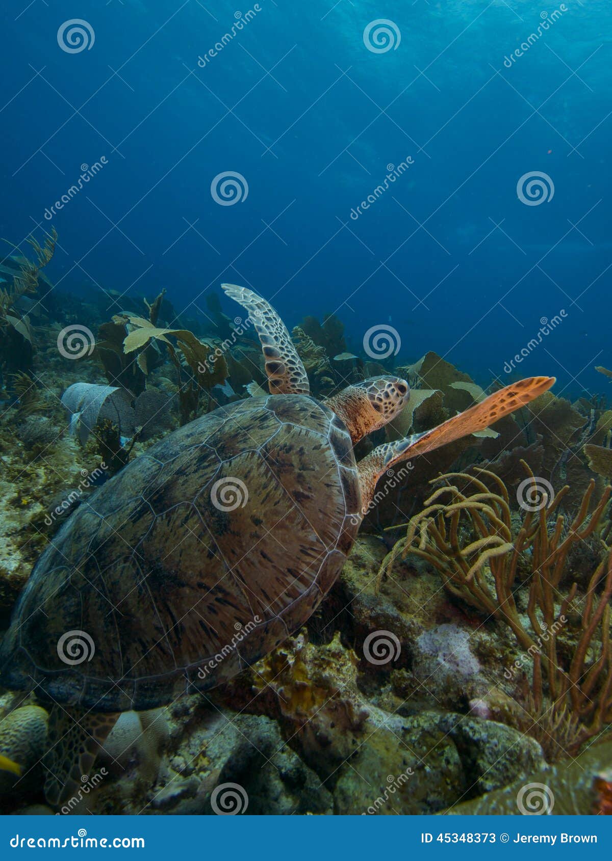 Green Turtle 02 stock image. Image of atlantic, underwater - 45348373