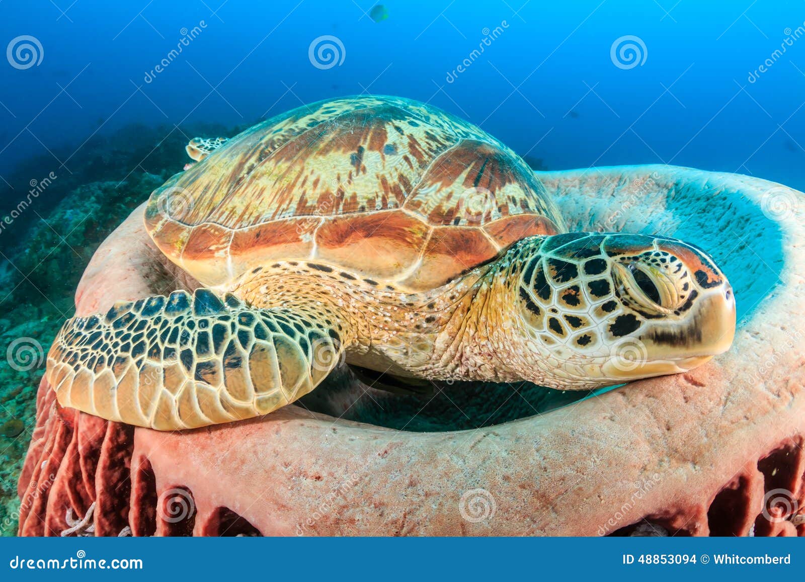 Green Turtle and Barrel Sponge Stock Photo - Image of beautiful ...
