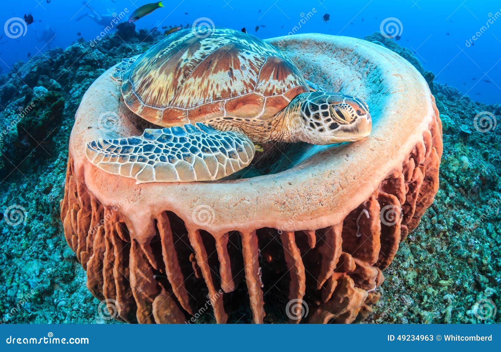Green Turtle and Barrel Sponge Stock Image - Image of blue, background ...