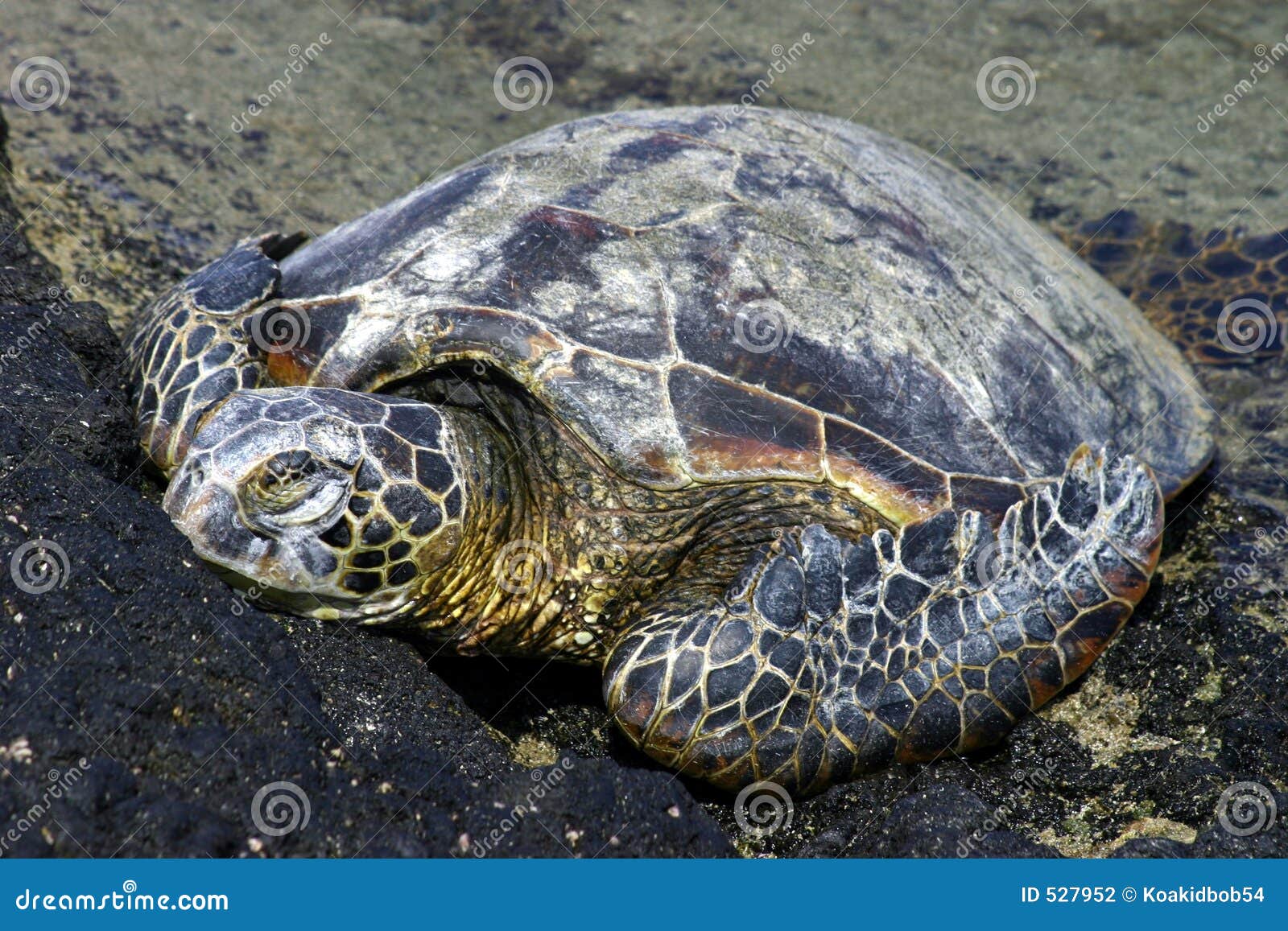Green Turtle Basking stock photo. Image of basking, lava - 527952