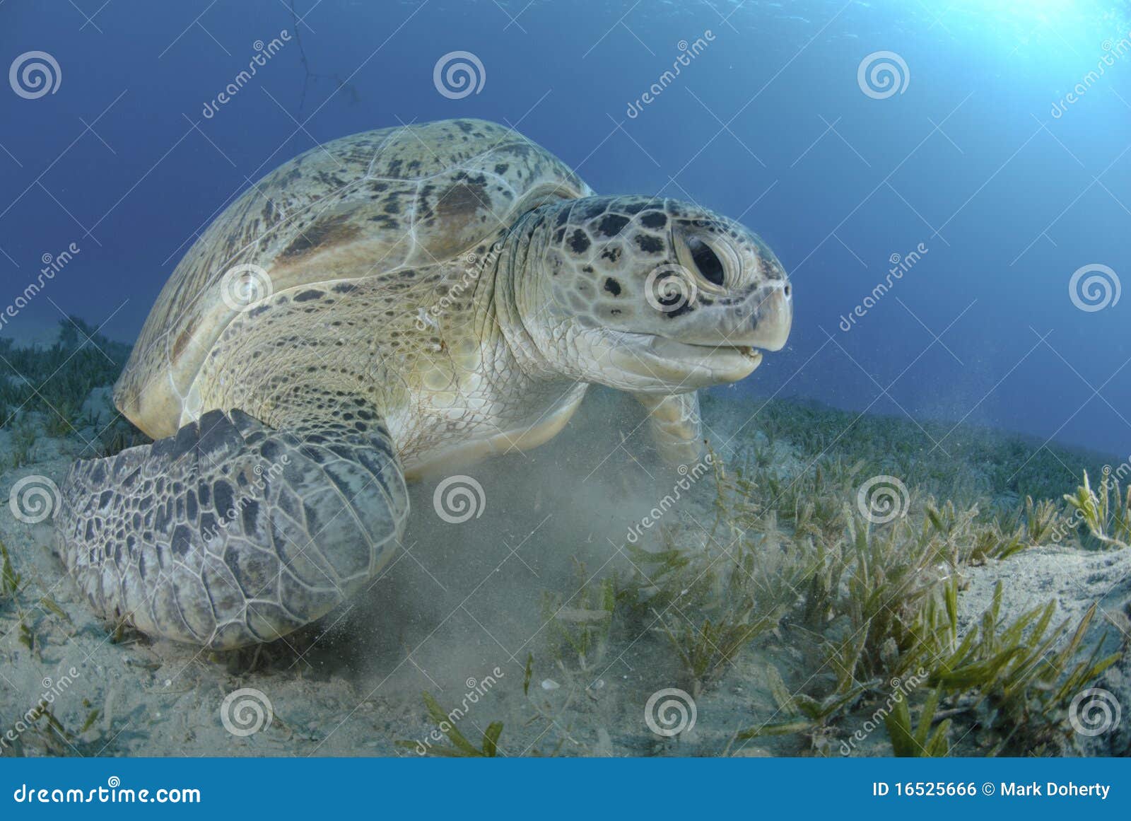Green Turtle on a Bed of Seagrass. Stock Photo - Image of front ...