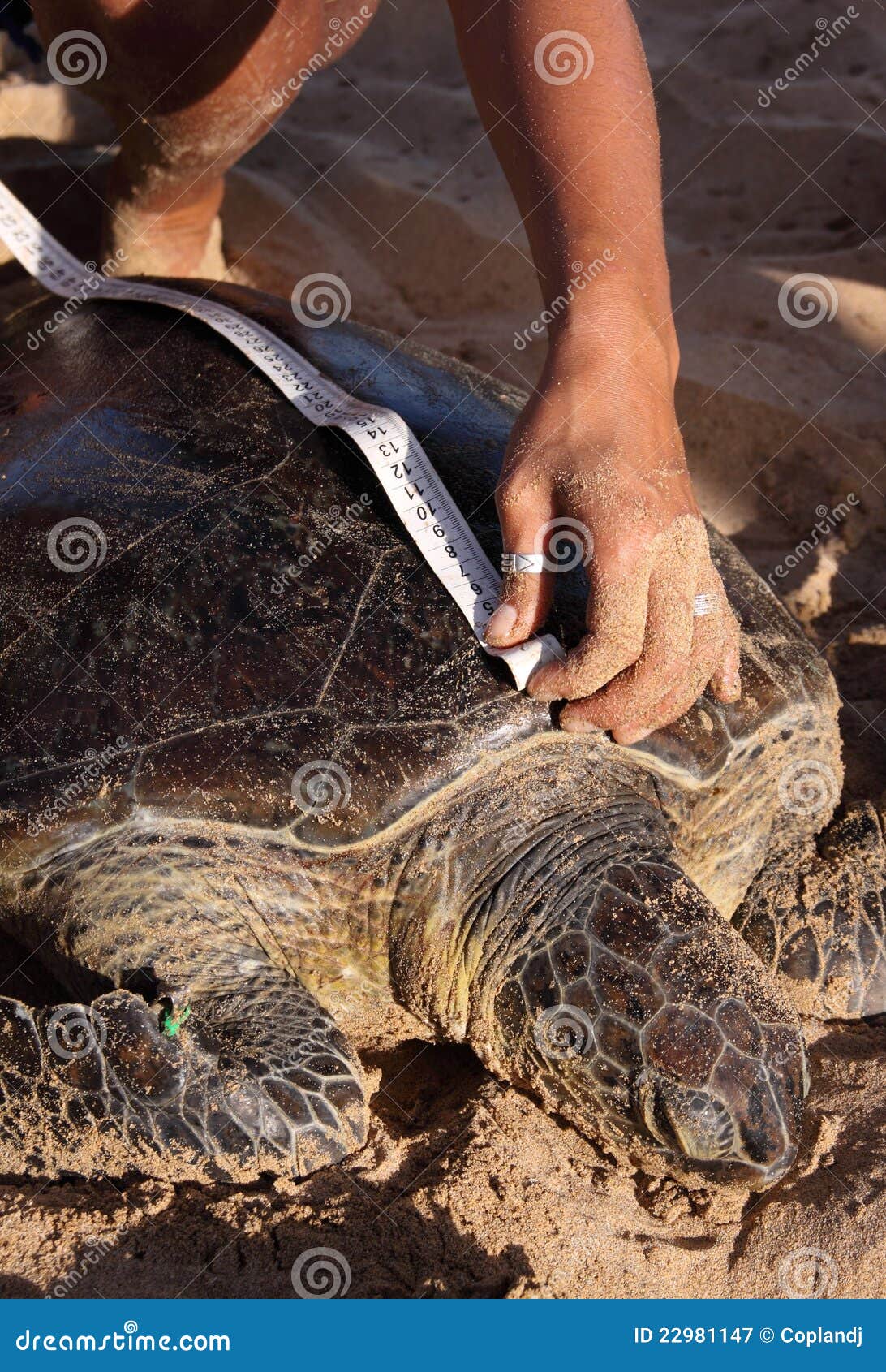 Green Turtle Being Measured and Tagged Stock Image - Image of fernando ...