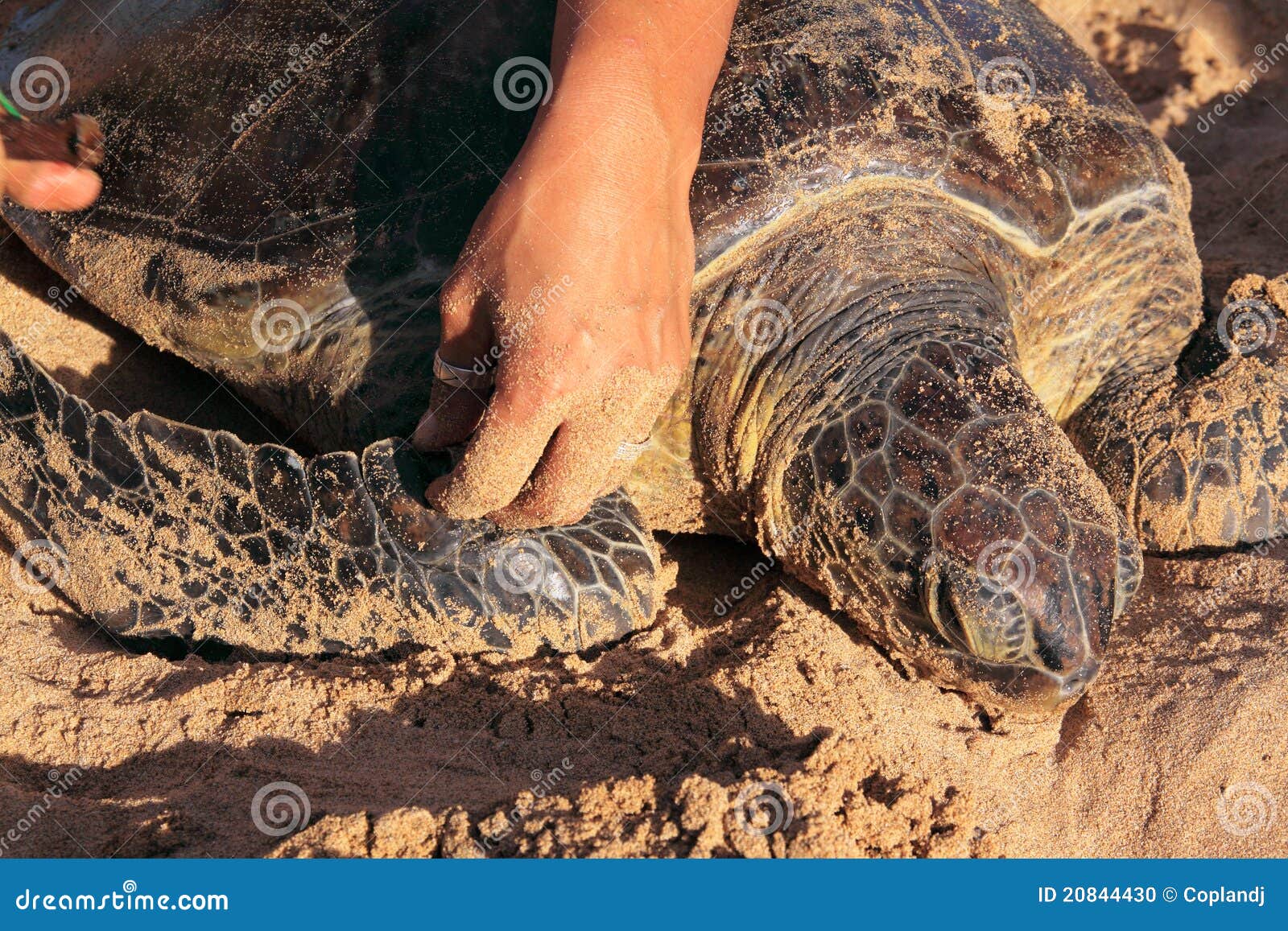 Green turtle being tagged stock photo. Image of noronha - 20844430