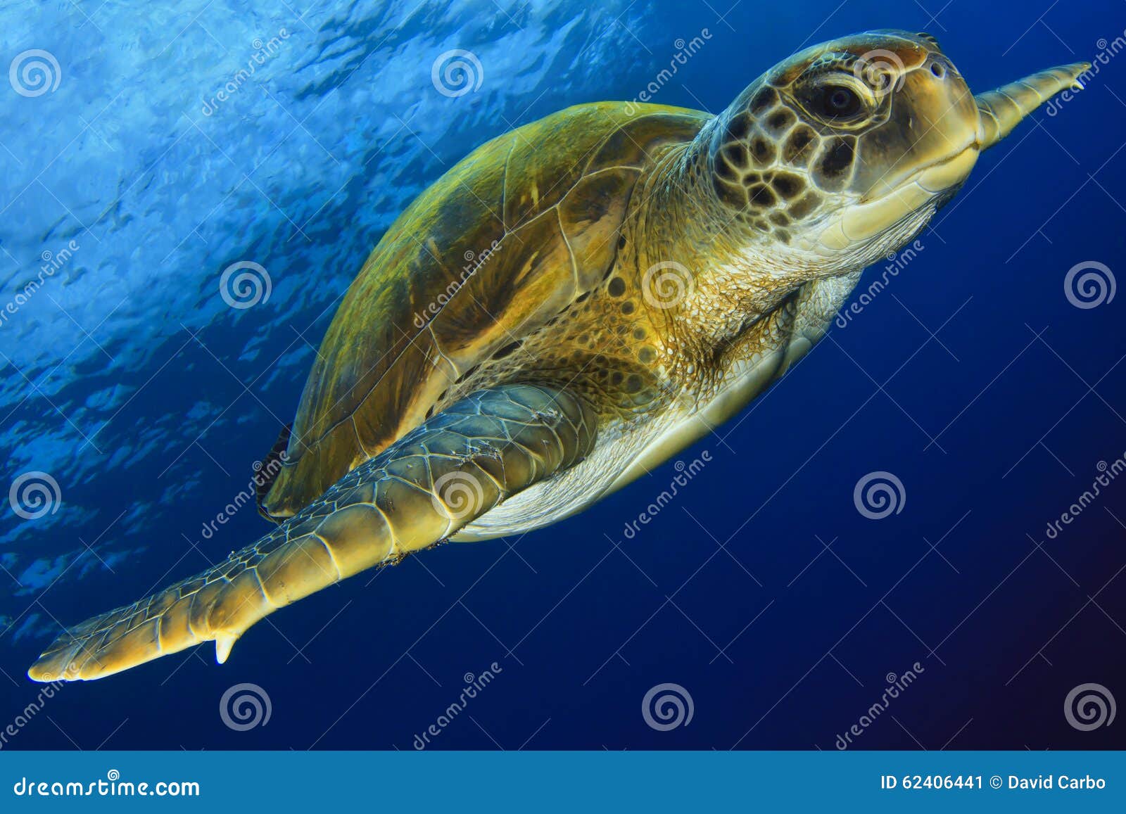Green Turtle in the blue stock image. Image of life, build - 62406441
