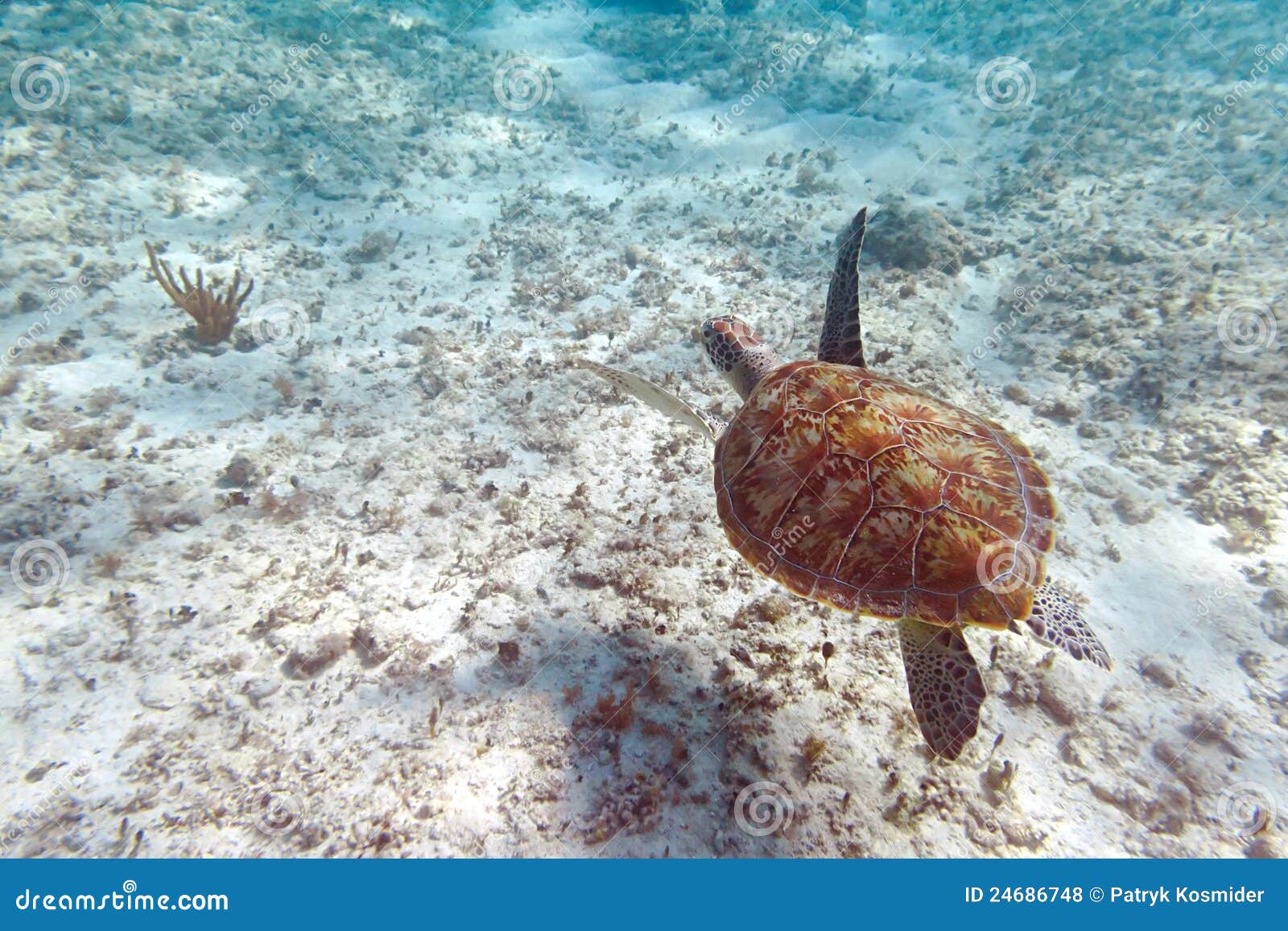 Green Turtle in Caribbean Sea Stock Photo - Image of life, nature: 24686748