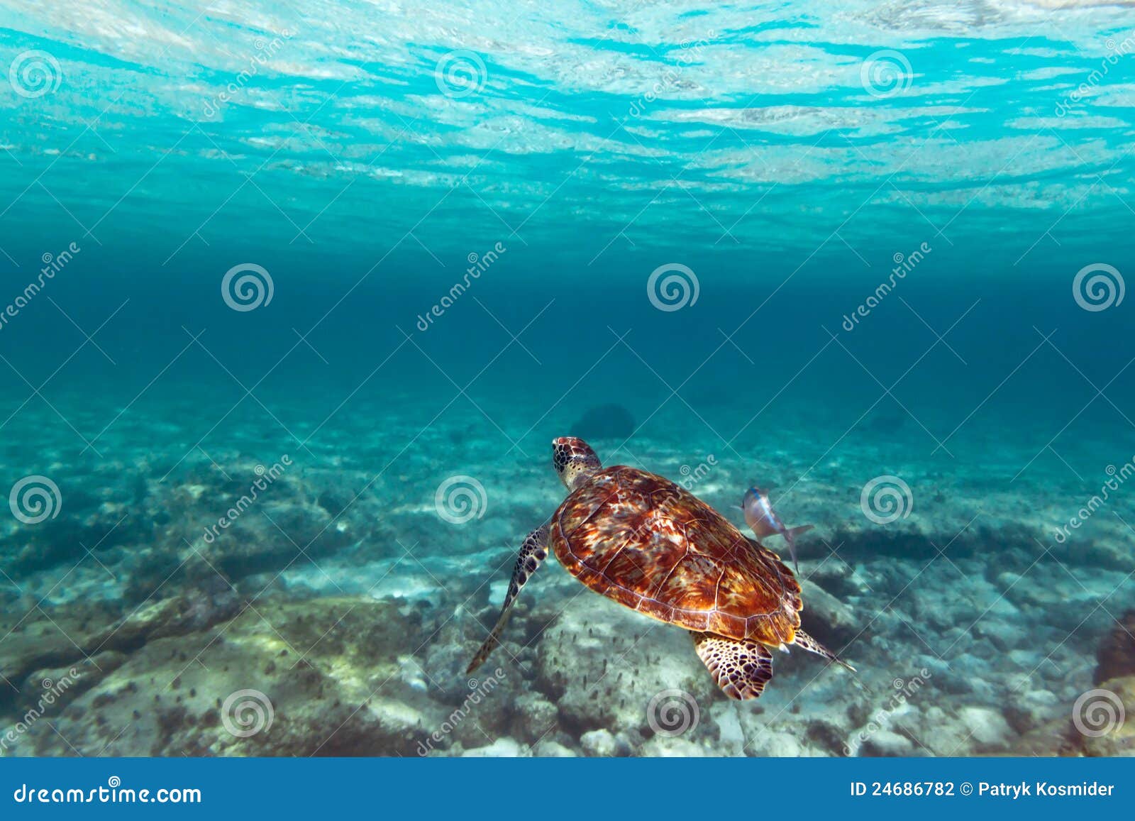 Green Turtle in Caribbean Sea Stock Photo - Image of animal, nature ...