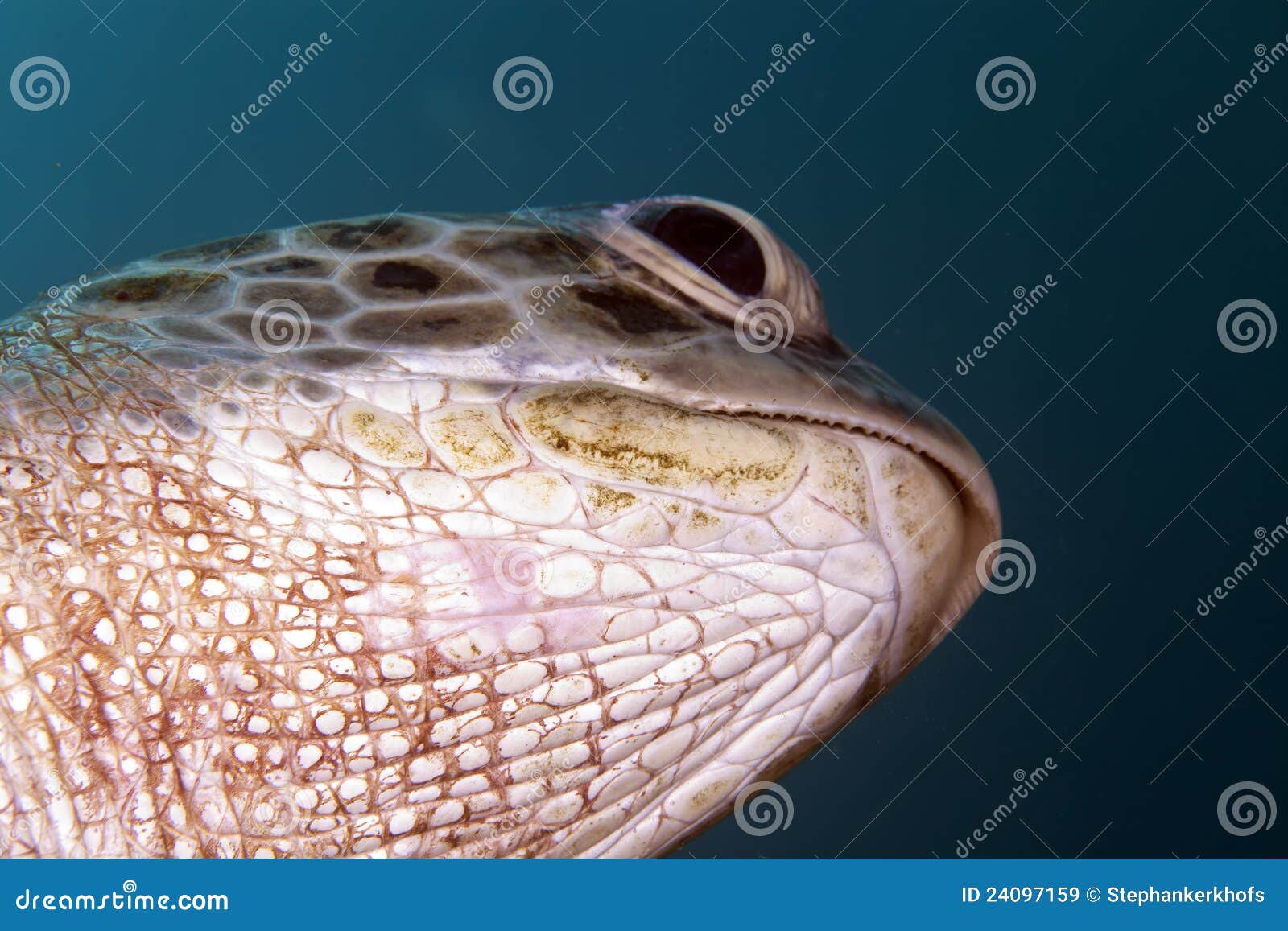 Green Turtle (chelonia Midas) in the Red Sea. Stock Image - Image of ...