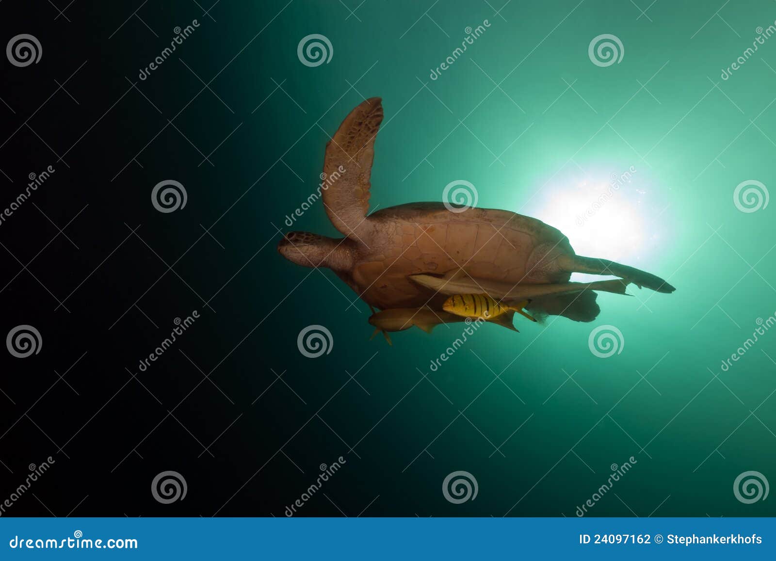 Green Turtle (chelonia Midas) in the Red Sea. Stock Photo - Image of ...