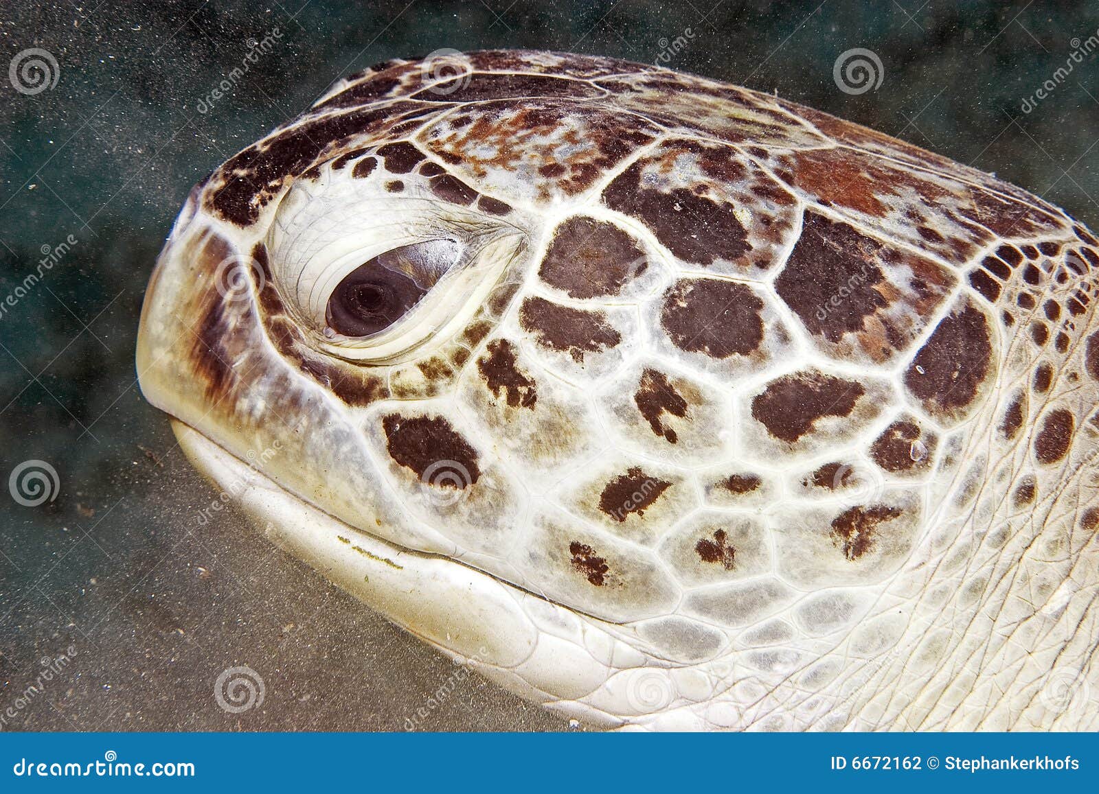 Green Turtle (chelonia Mydas) Stock Photo - Image of bluespotted, dive ...