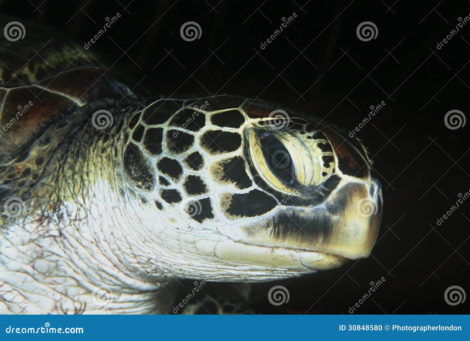 210 One Green Sea Turtle Portrait Photos - Free & Royalty-Free Stock ...