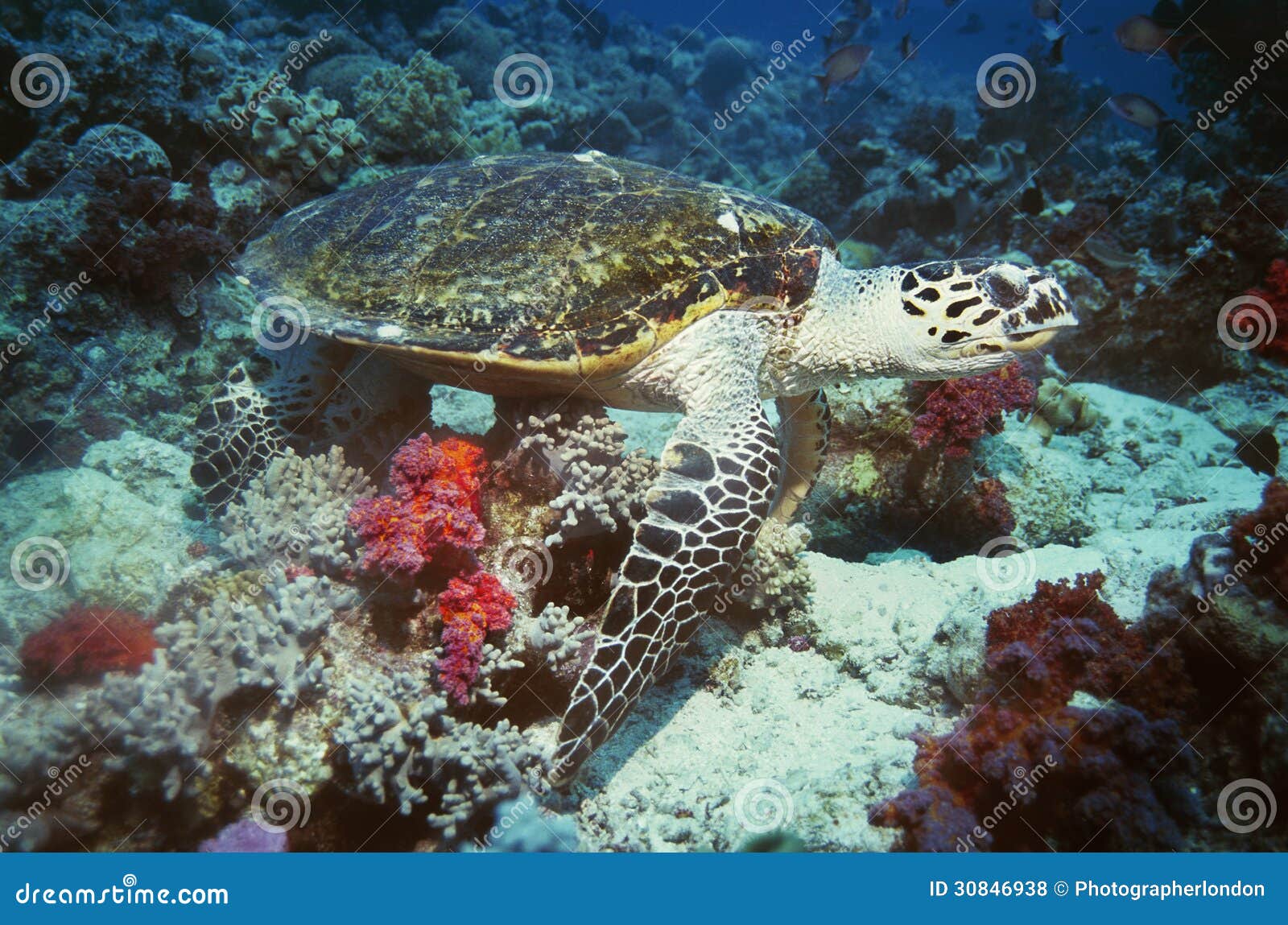 Green Turtle on coral reef stock photo. Image of green - 30846938