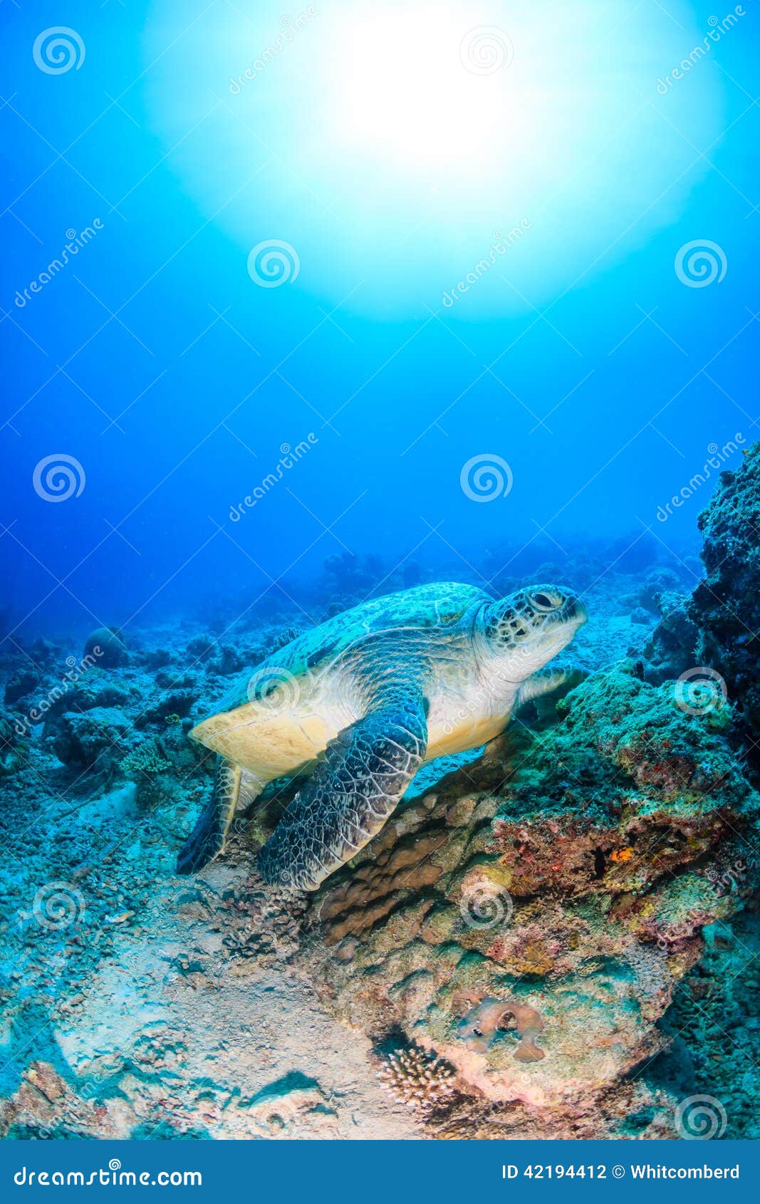 Green Turtle on a Dead Coral Reef Stock Photo - Image of blue, bleached ...