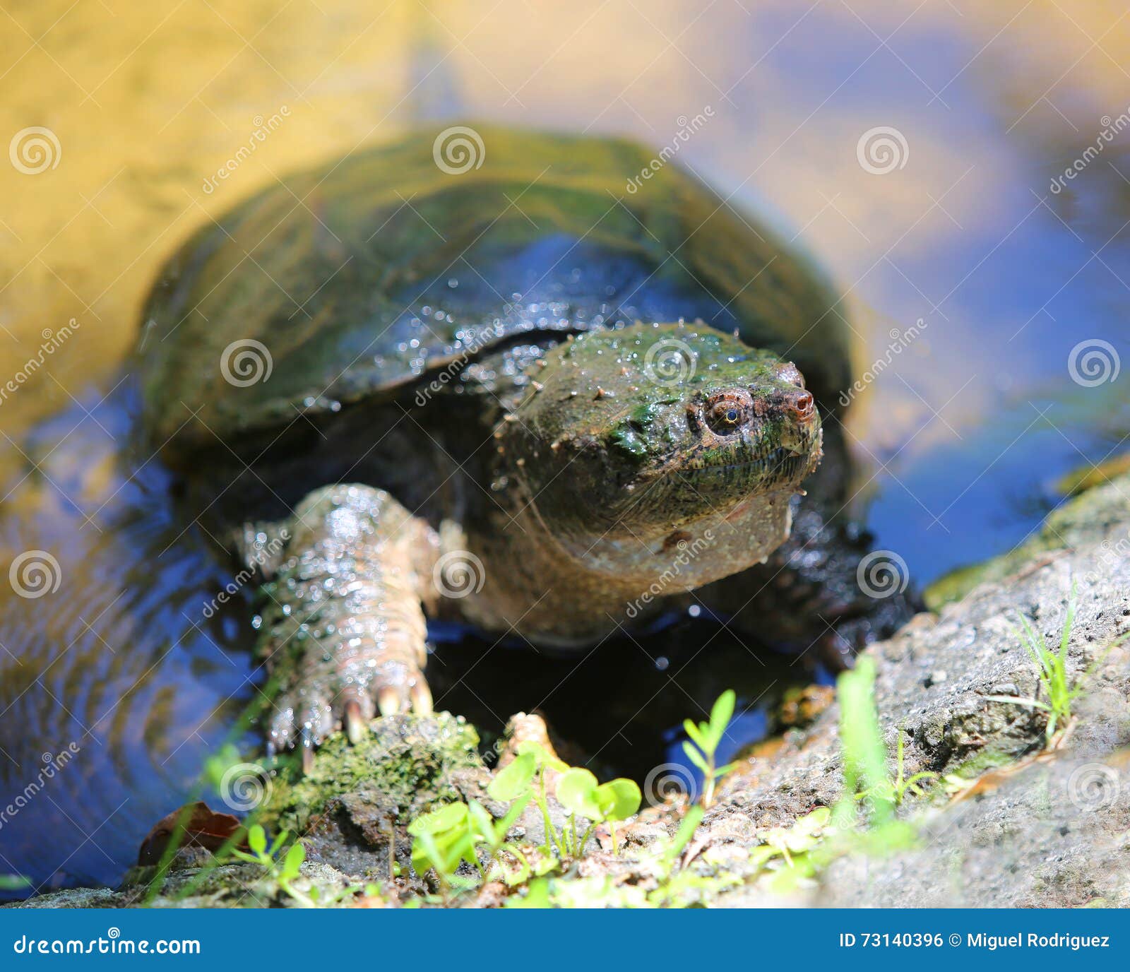 A Green Turtle Emerging from Water Stock Photo - Image of pond, river ...