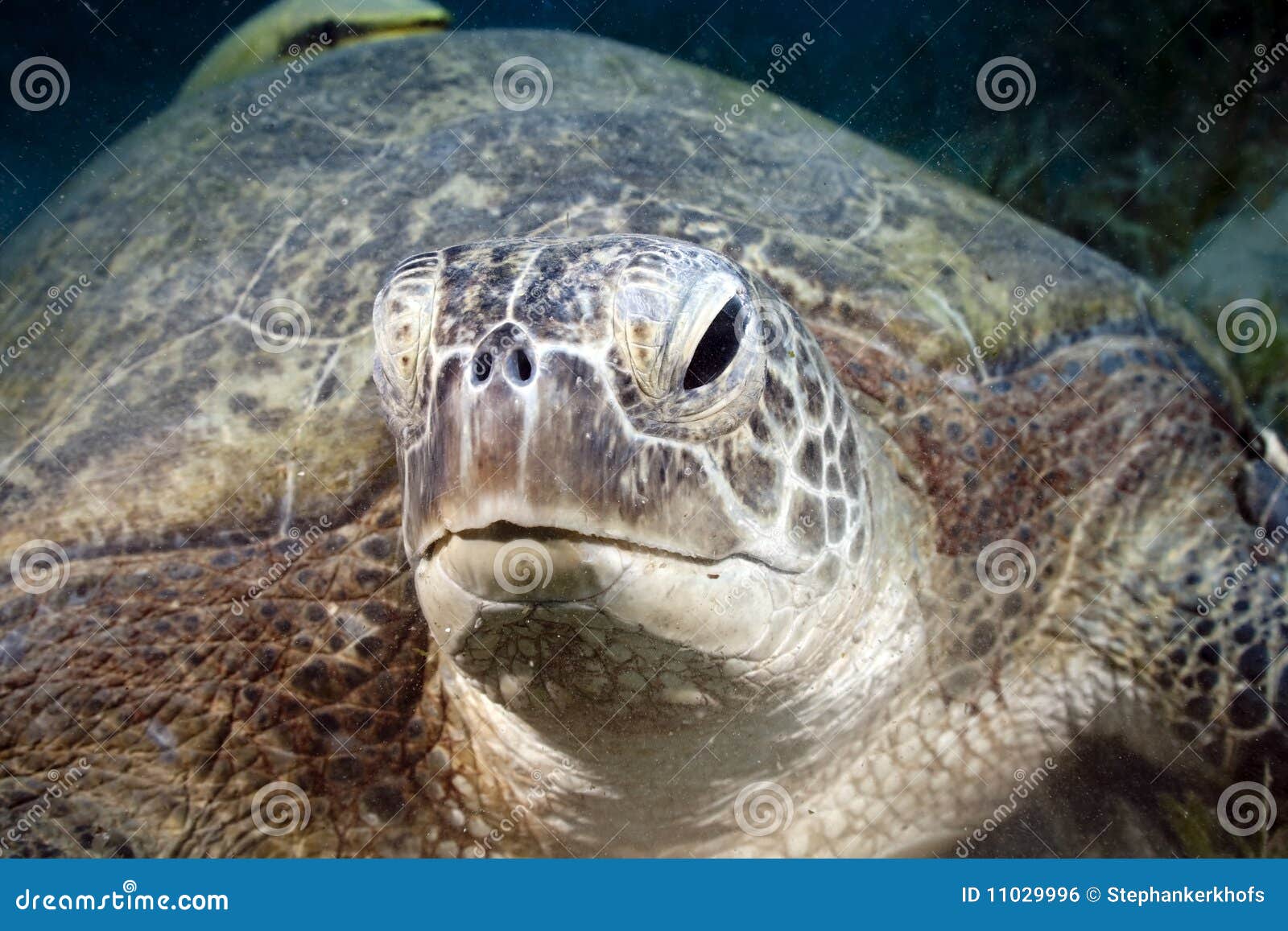 Green Turtle Enjoying Lunch. Stock Photo - Image of turtle, seascape ...