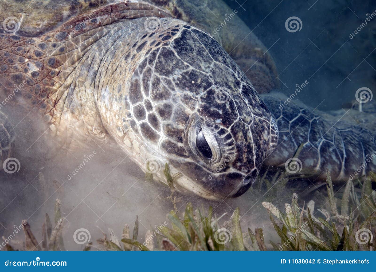 Green Turtle Enjoying Lunch. Stock Photo - Image of aquatic, ocean ...