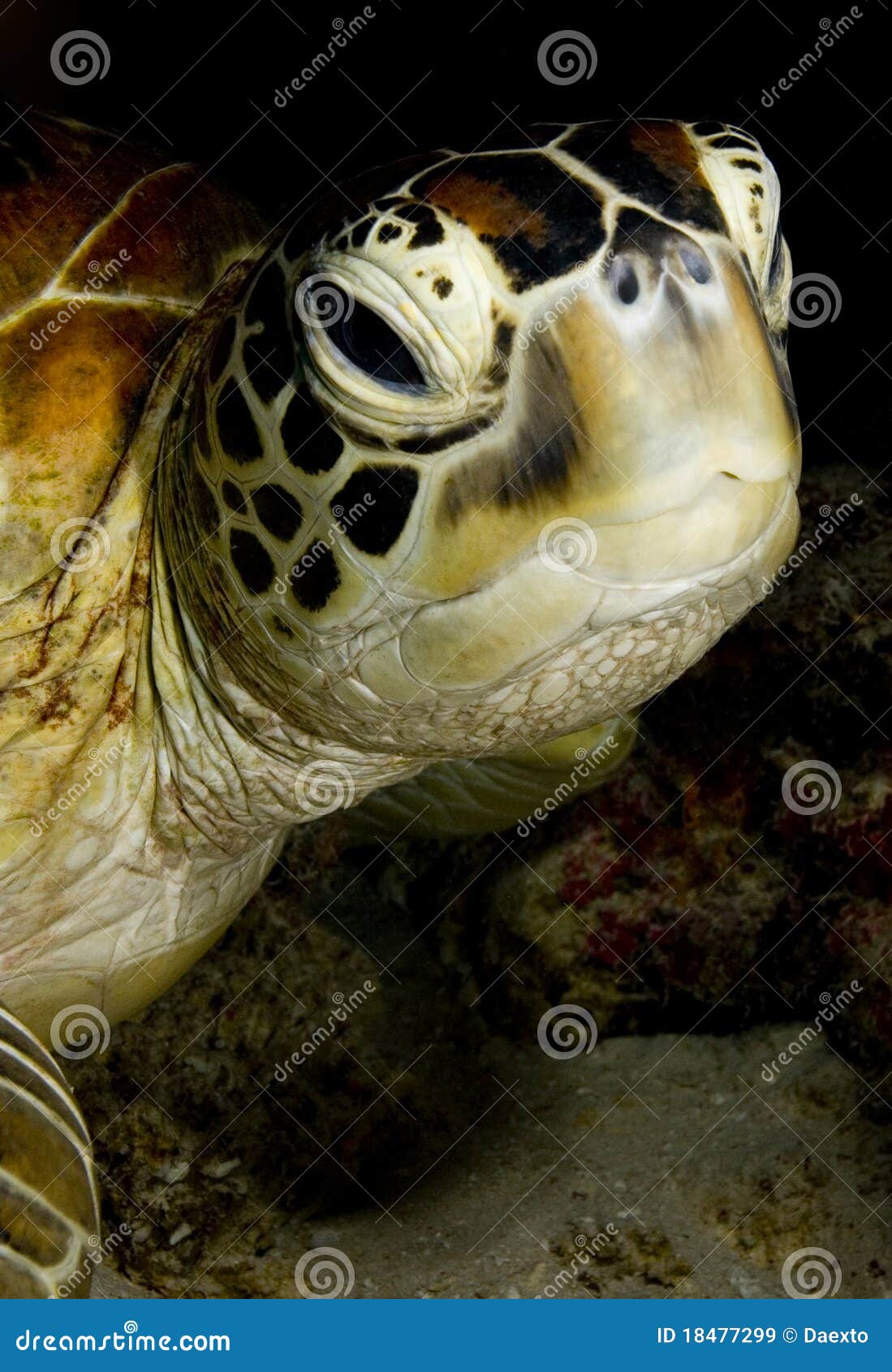 Green turtle face stock image. Image of snorkelling, borneo - 18477299