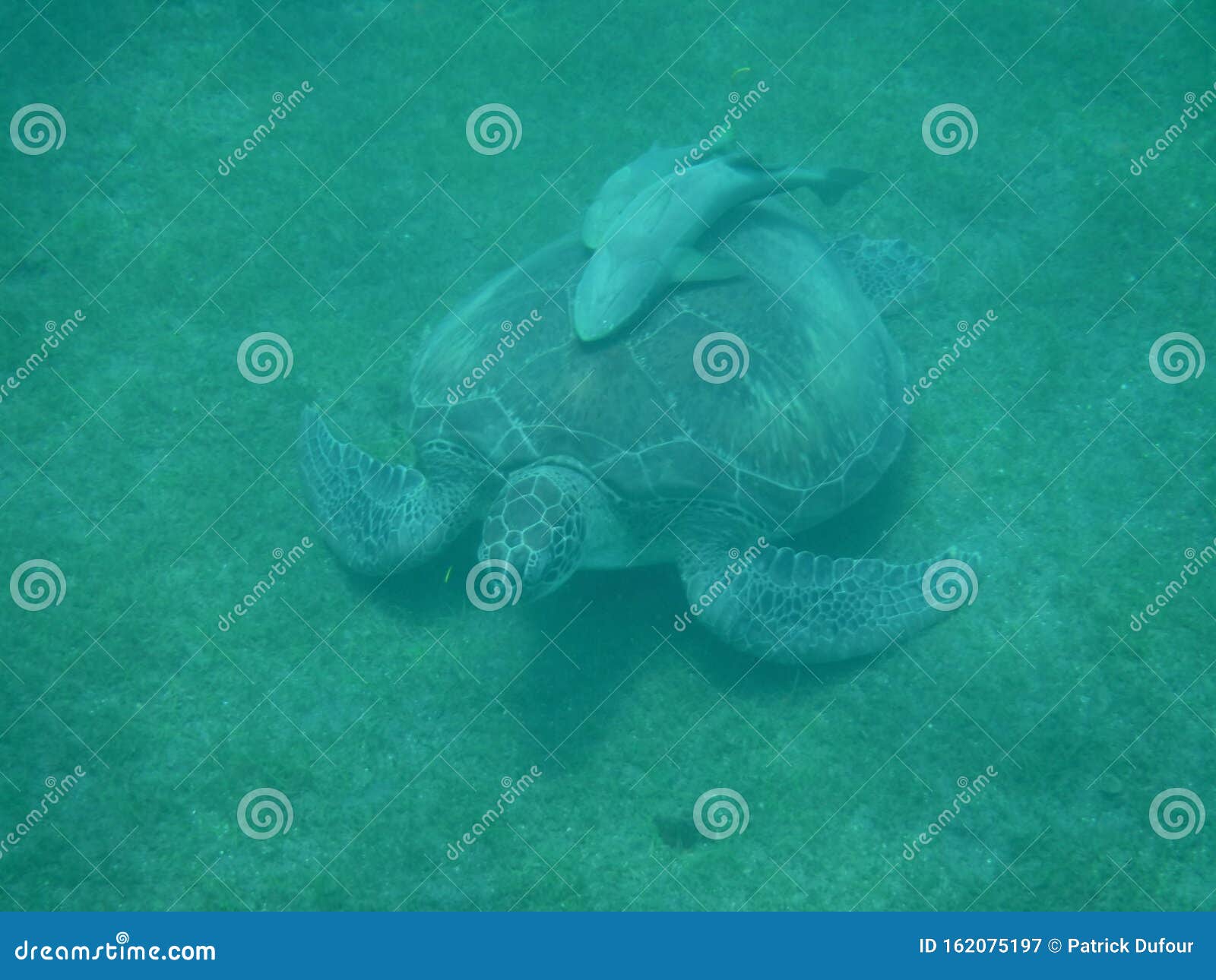 A Green Turtle with a Fish on Its Back Stock Image - Image of turtle ...
