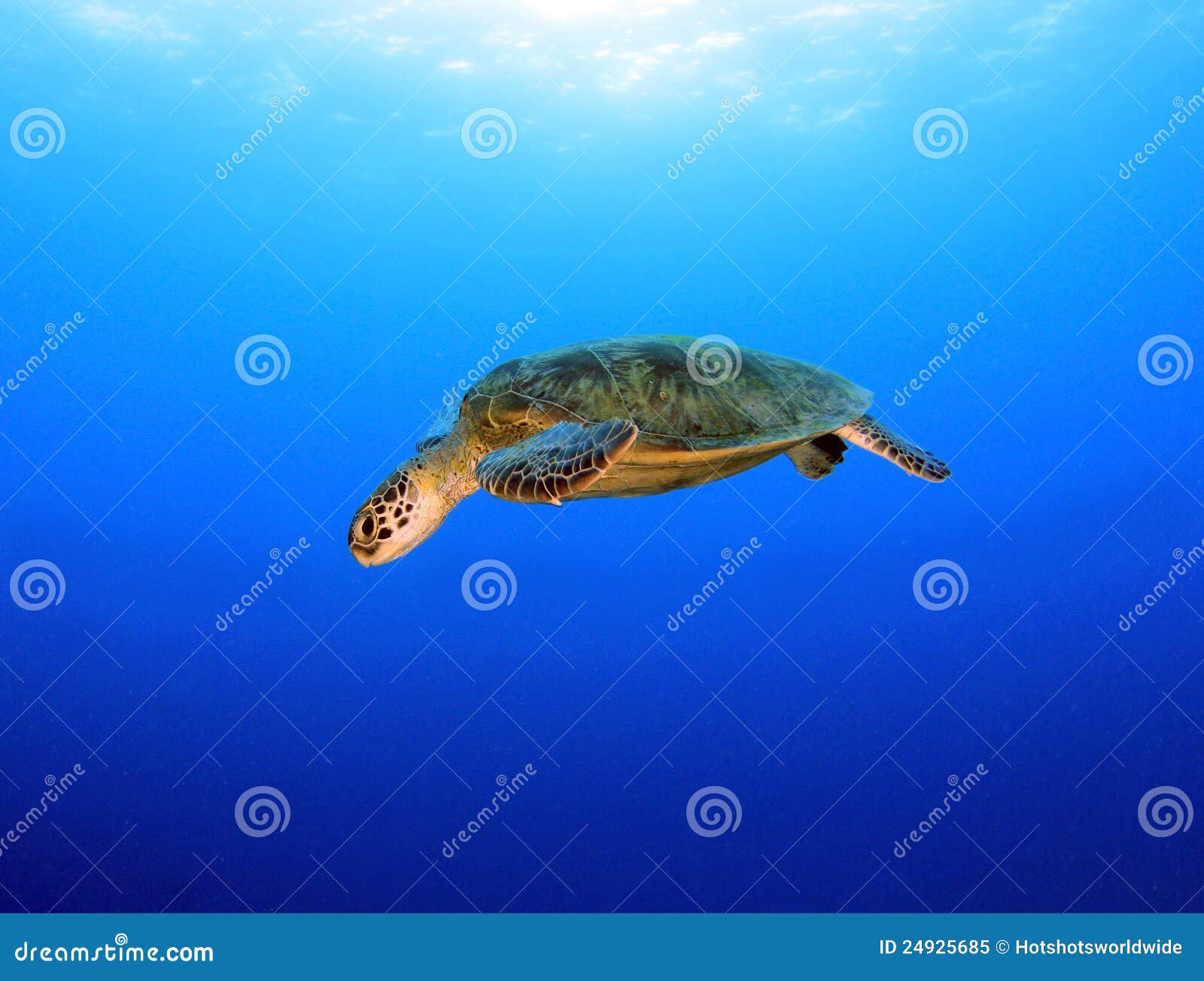 Green Turtle,great Barrier Reef,cairns,australia Stock Image - Image of ...