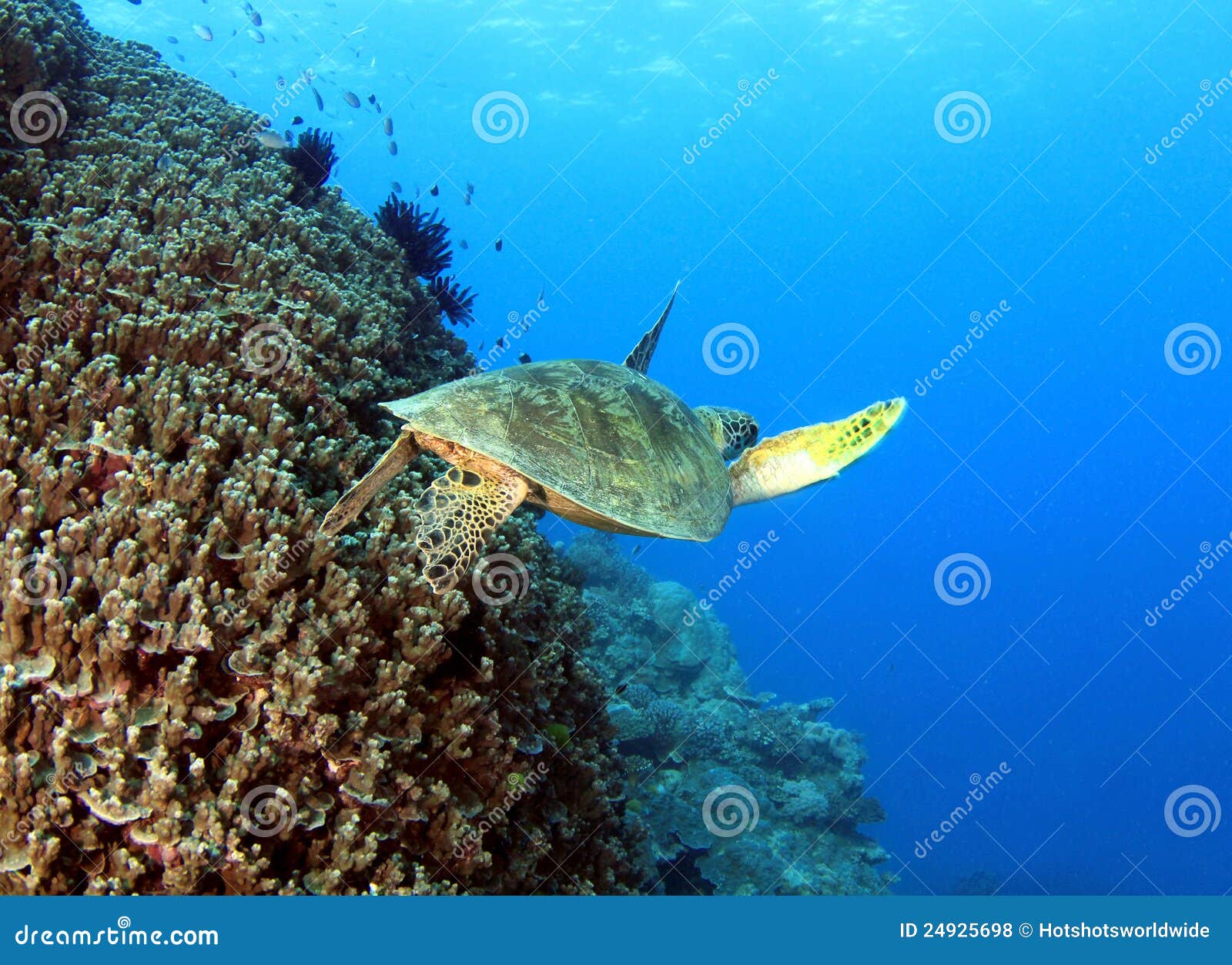 Green Turtle,great Barrier Reef,cairns,australia Stock Photo - Image of ...