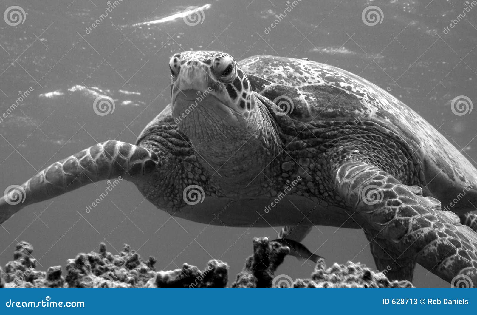 Green Turtle Head on stock image. Image of life, fishes - 628713