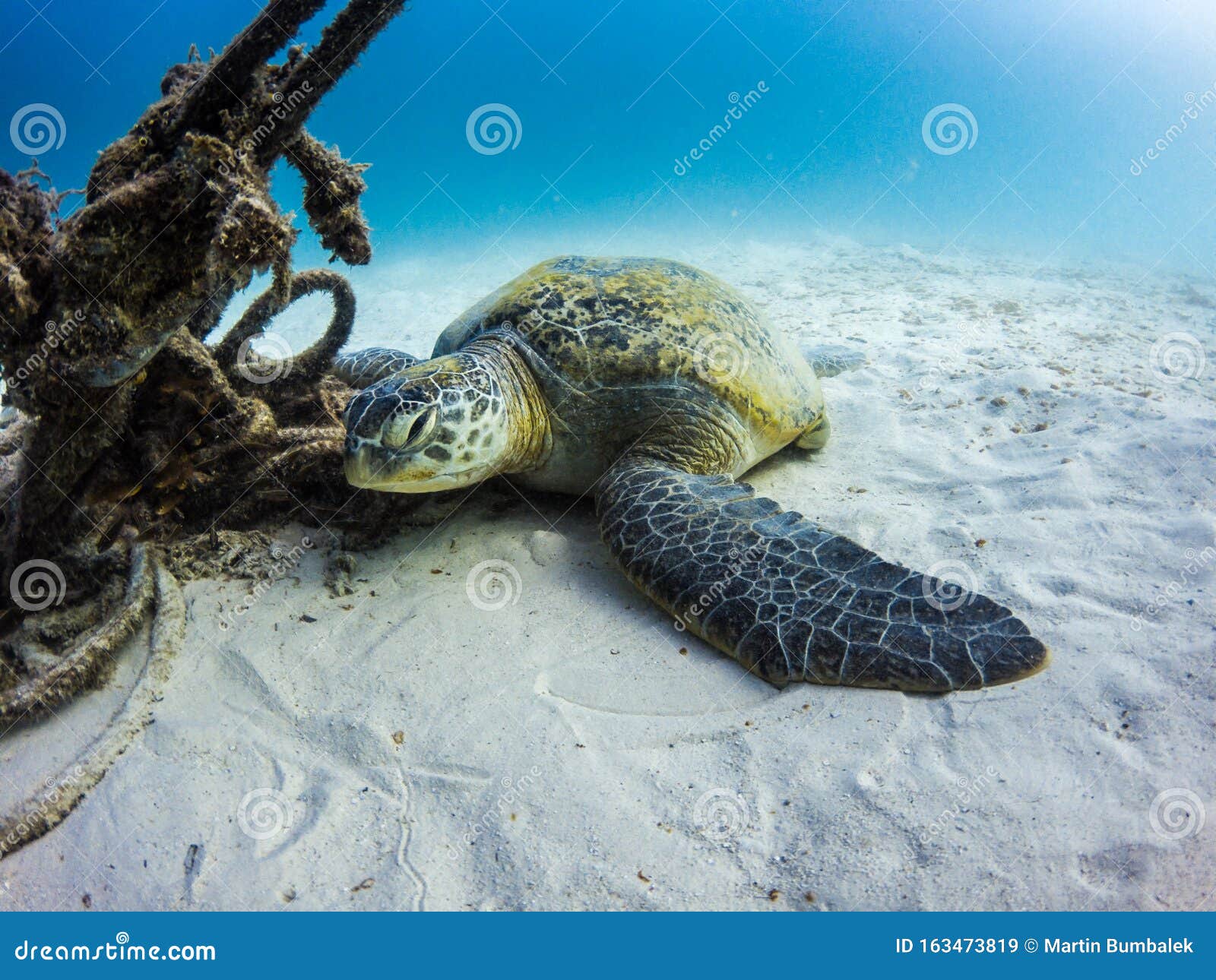 Green Turtle Lying on the Bottom Stock Image - Image of reptile ...