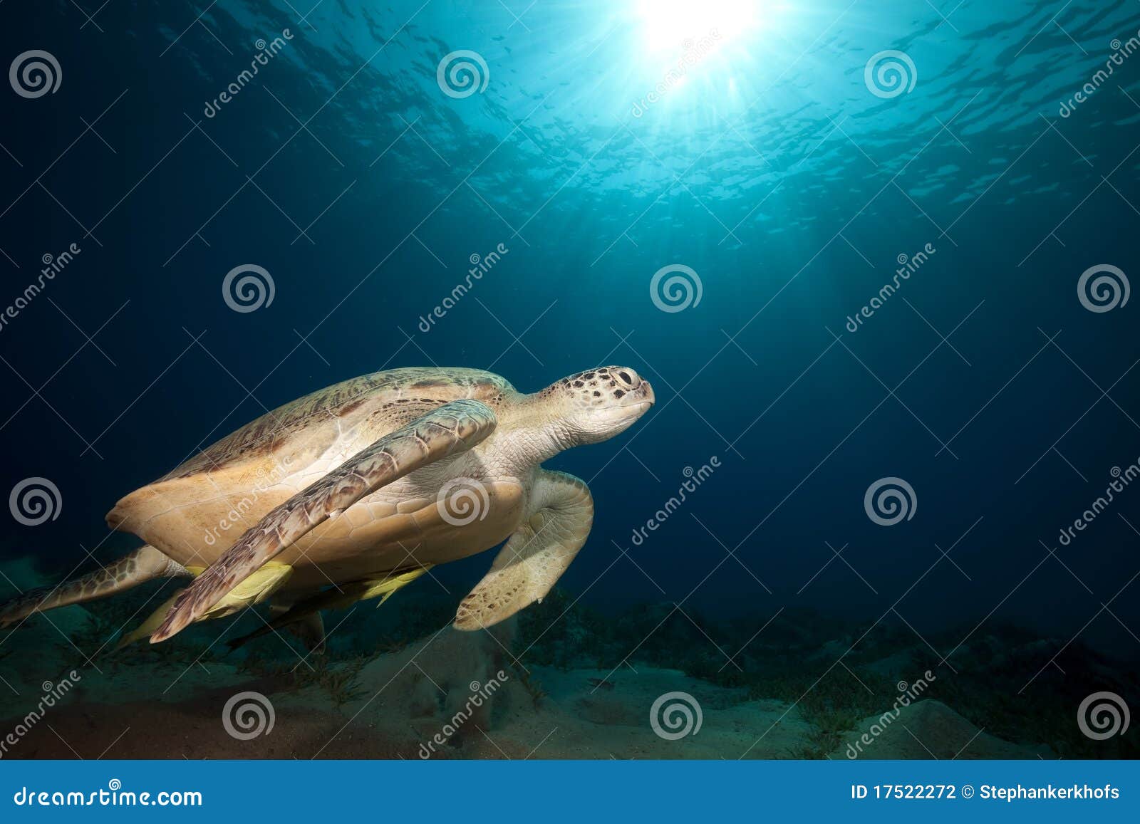 Green turtle and ocean. stock photo. Image of ocean, reef - 17522272