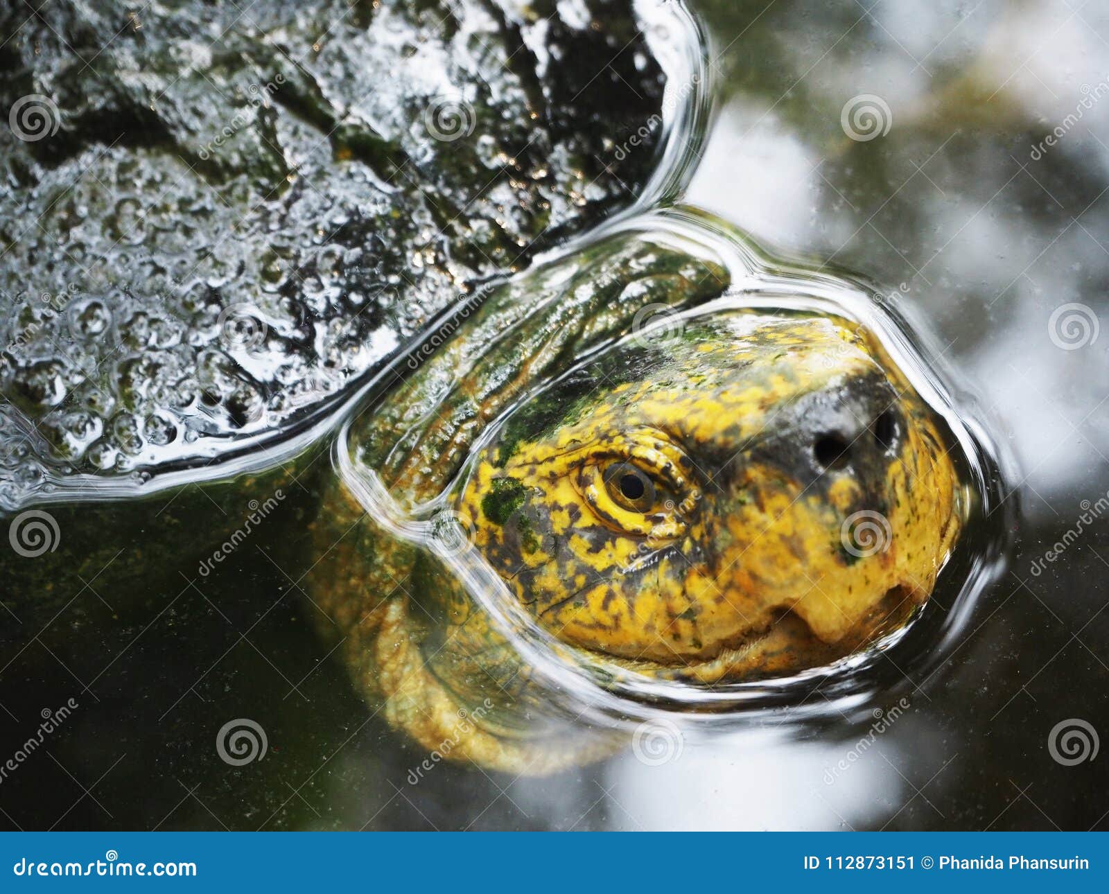 Green Turtle in the Pool in a Sunny Day Stock Image - Image of friendly ...
