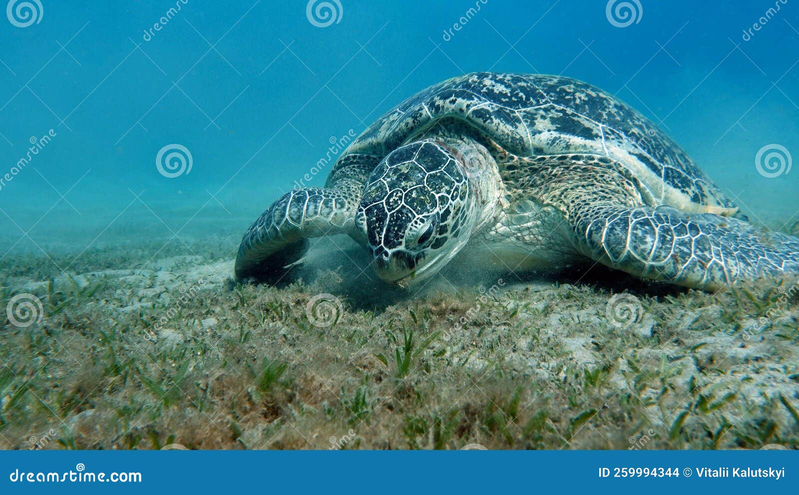 Green Turtle on the Reefs . Stock Photo - Image of exotic, turtle ...