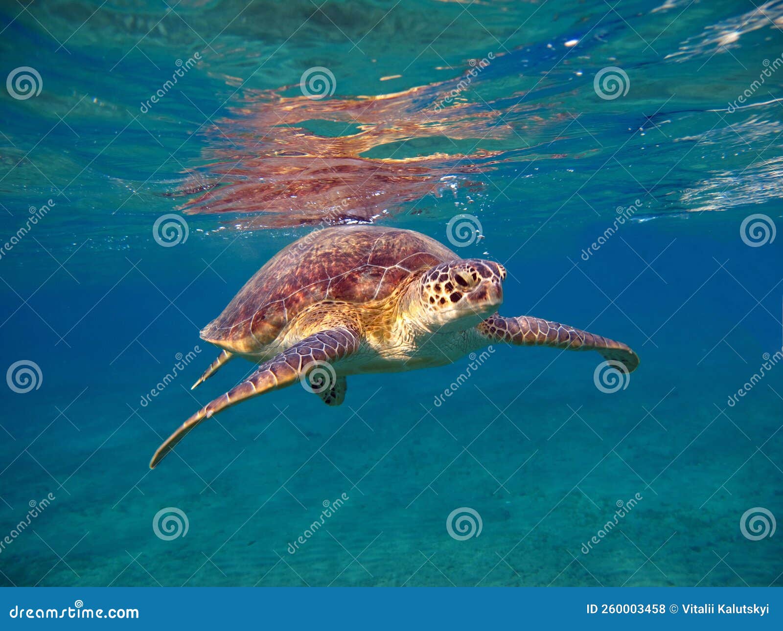 Green Turtle on the Reefs of the Red Sea. Stock Photo - Image of ...
