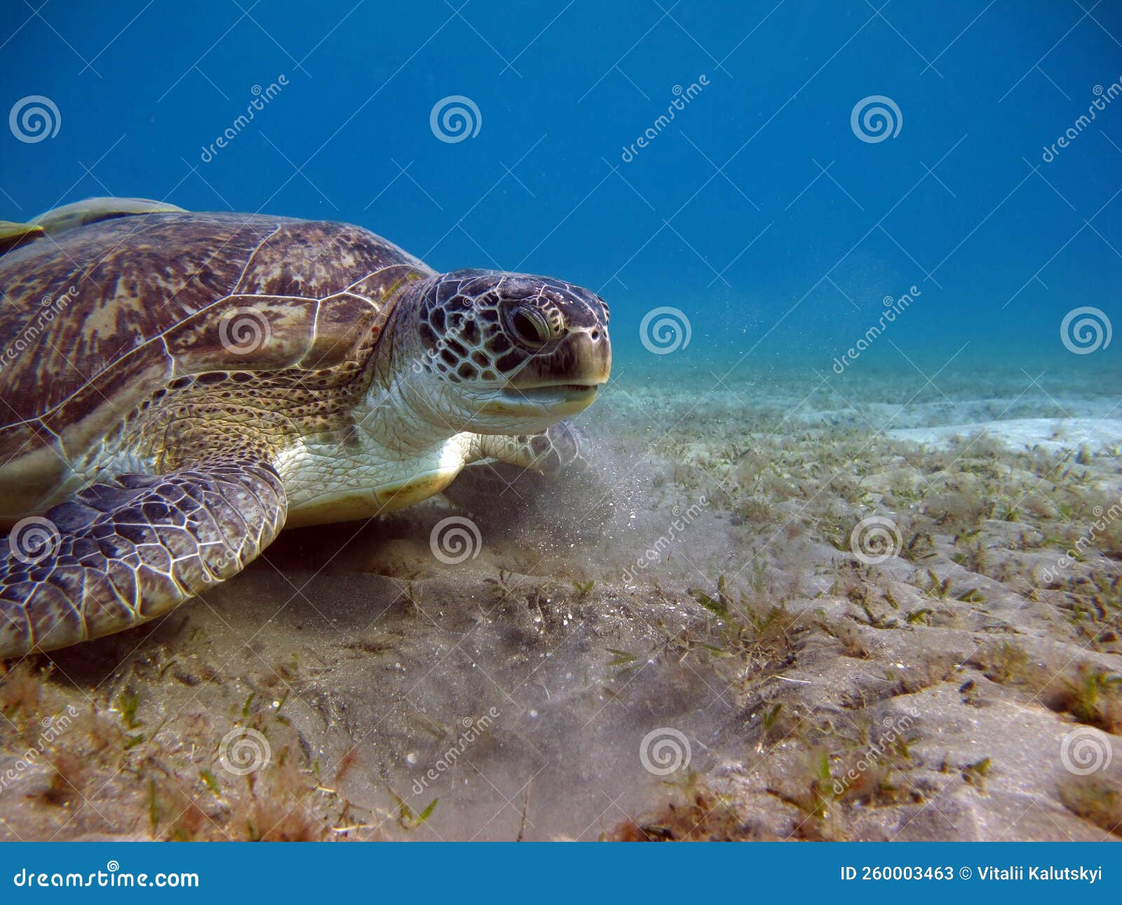 Green Turtle on the Reefs of the Red Sea. Stock Image - Image of alam ...