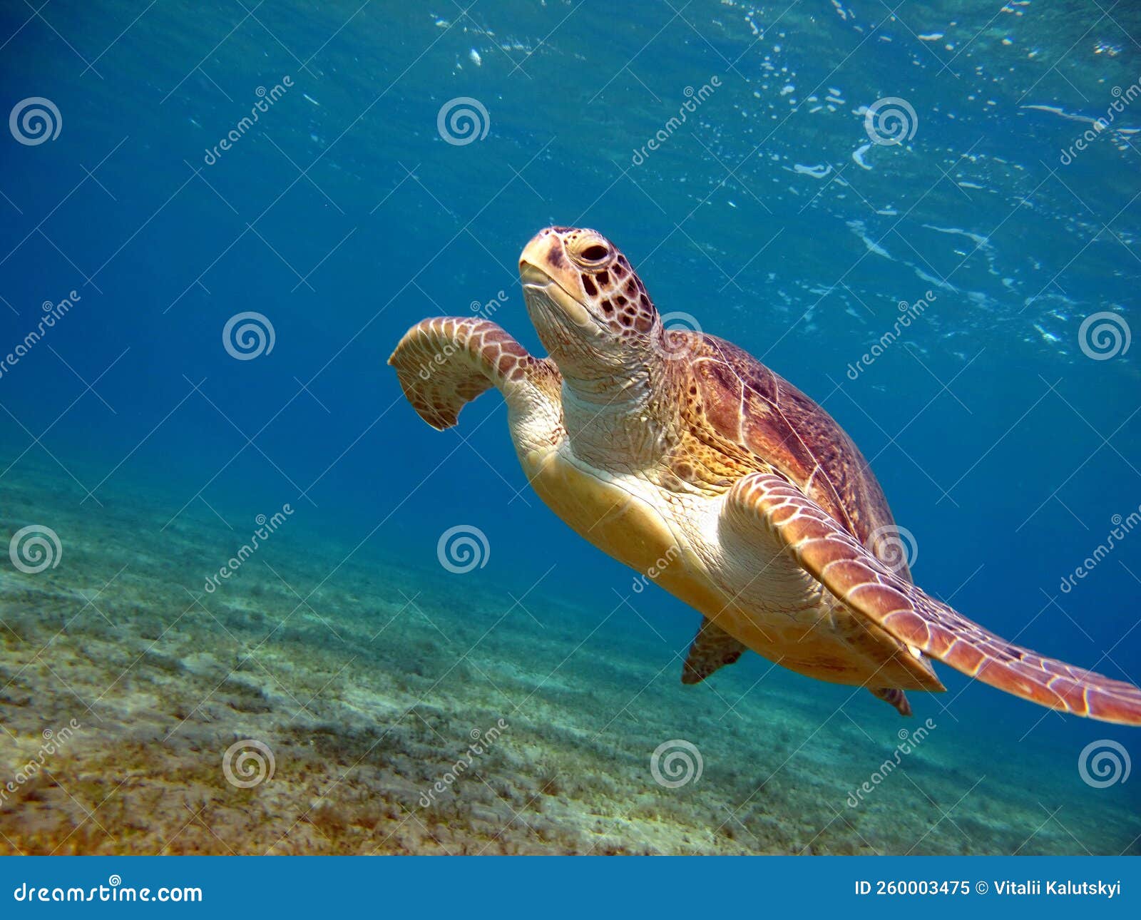 Green Turtle on the Reefs of the Red Sea. Stock Image - Image of turtle ...