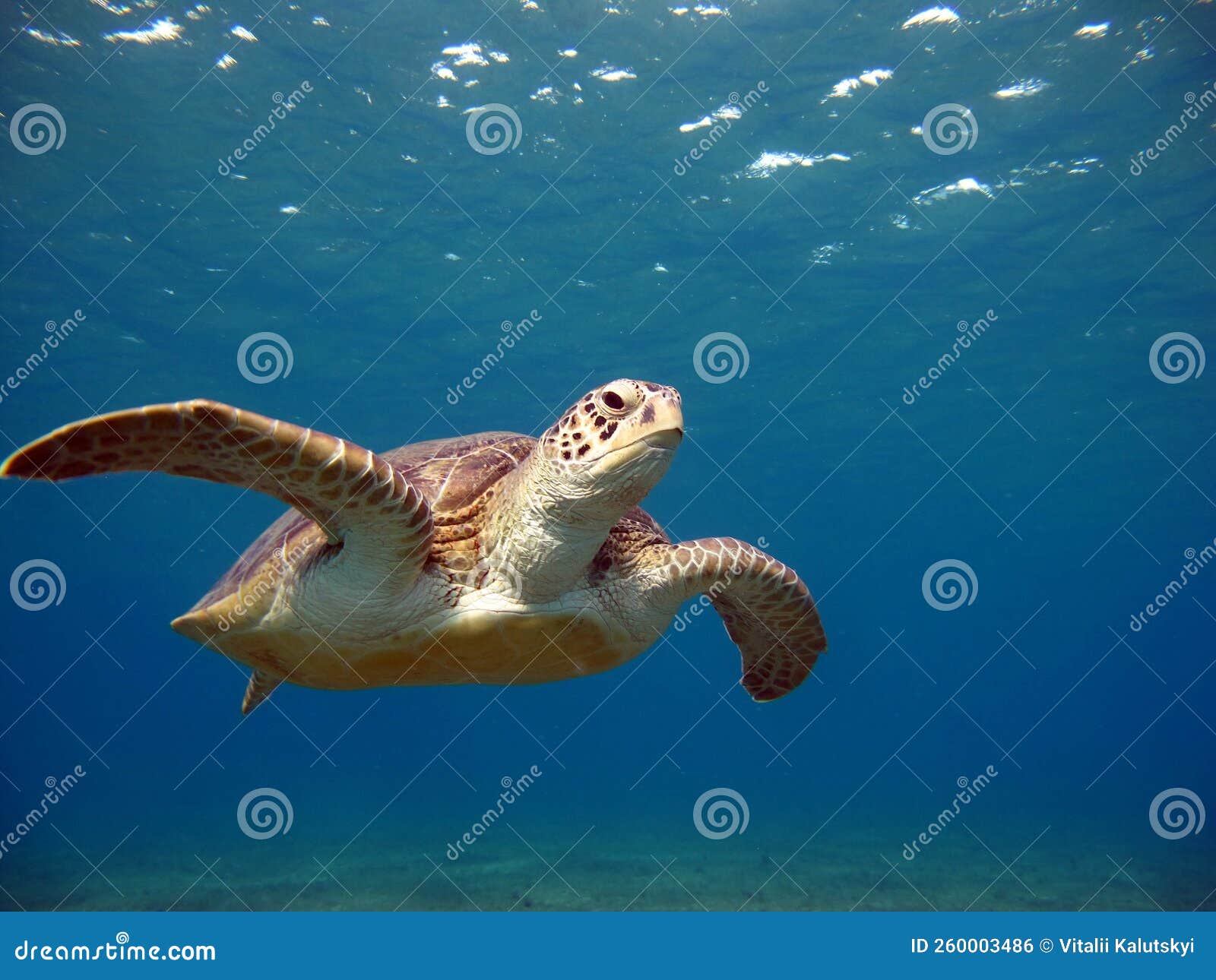 Green Turtle on the Reefs of the Red Sea. Stock Photo - Image of travel ...
