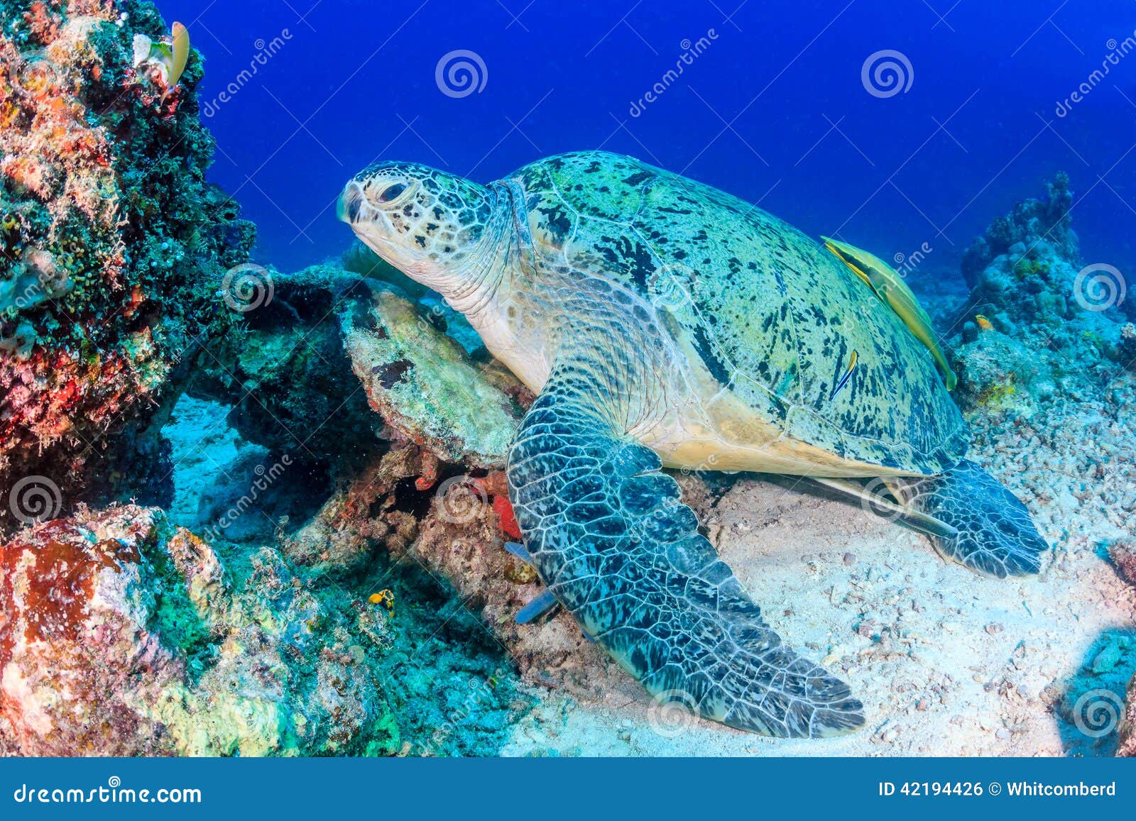 Green Turtle with Remora on a Reef Stock Photo - Image of biodiversity ...