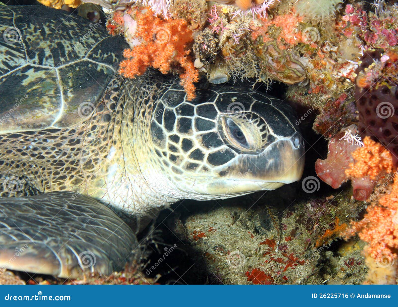 Green Turtle Resting stock photo. Image of turtle, diving - 26225716
