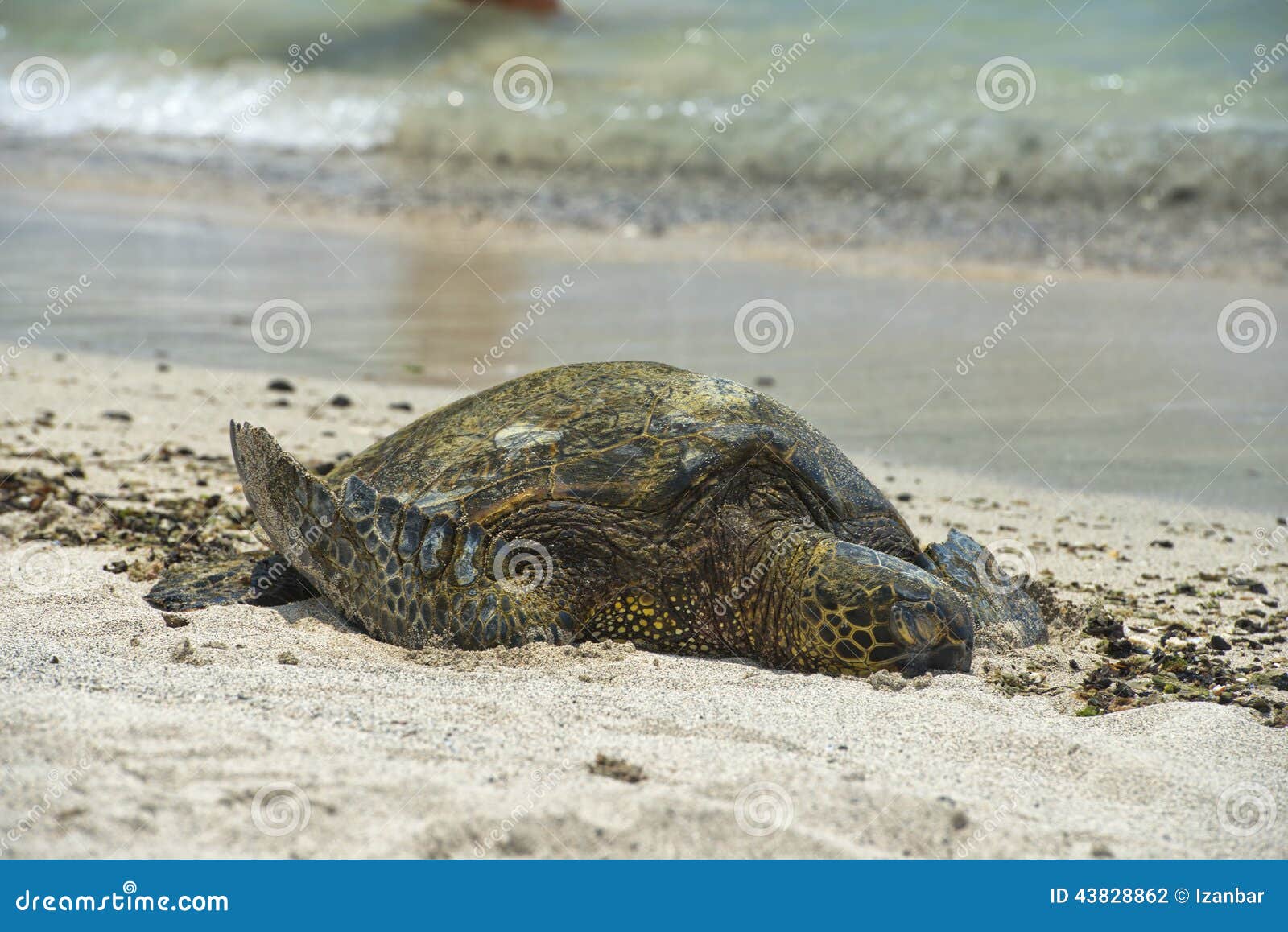 Green Turtle on Sandy Beach Stock Photo - Image of kona, eastern: 43828862