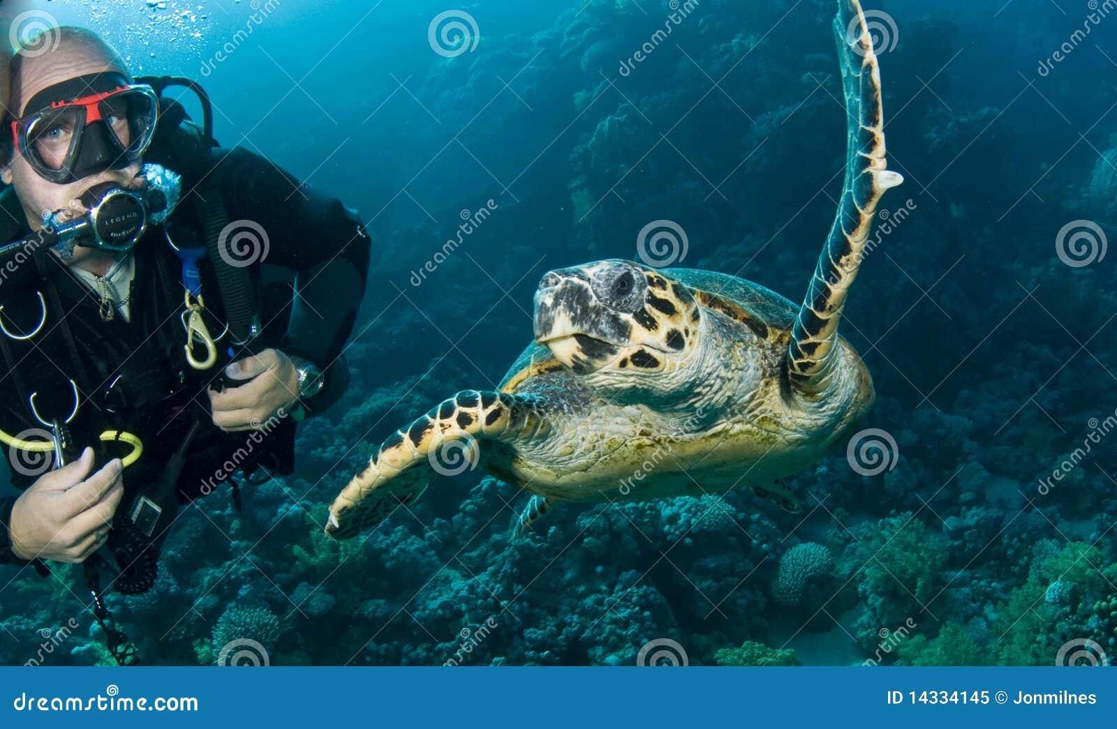 Turtle Scuba Divers Sipadan Island Coral Reef Borneo Stock Image ...