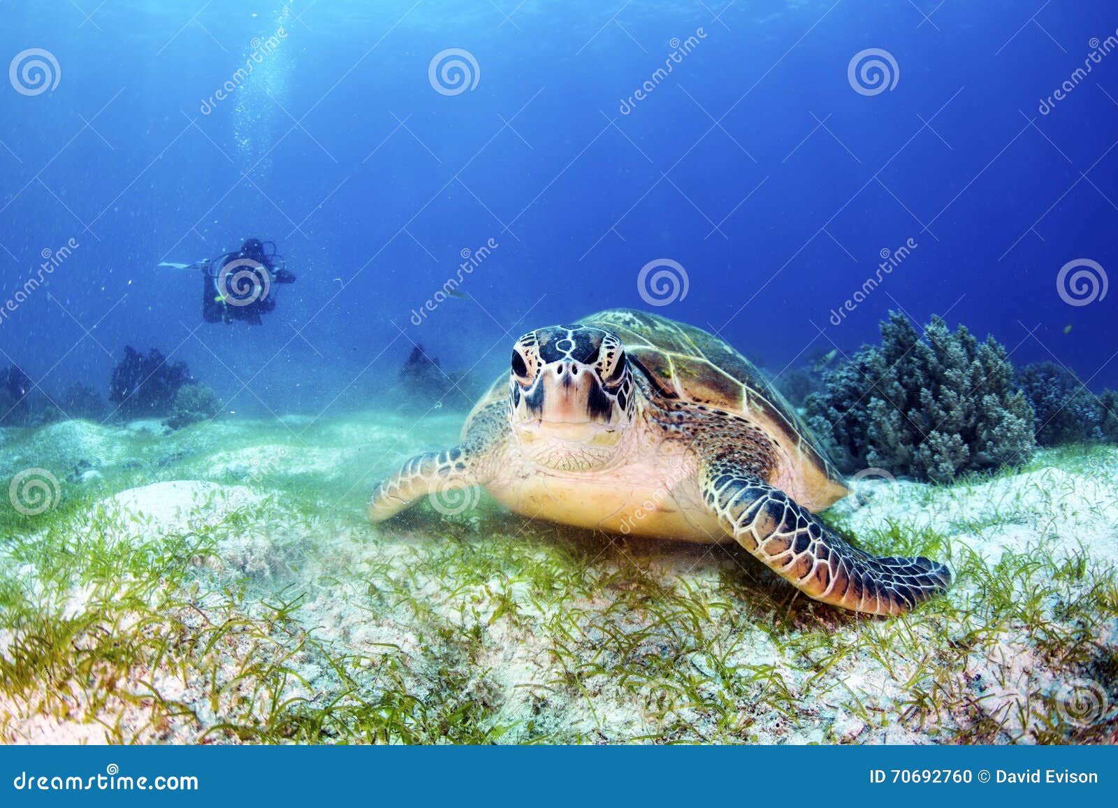 Green Turtle stock photo. Image of environment, indonesia - 70692760