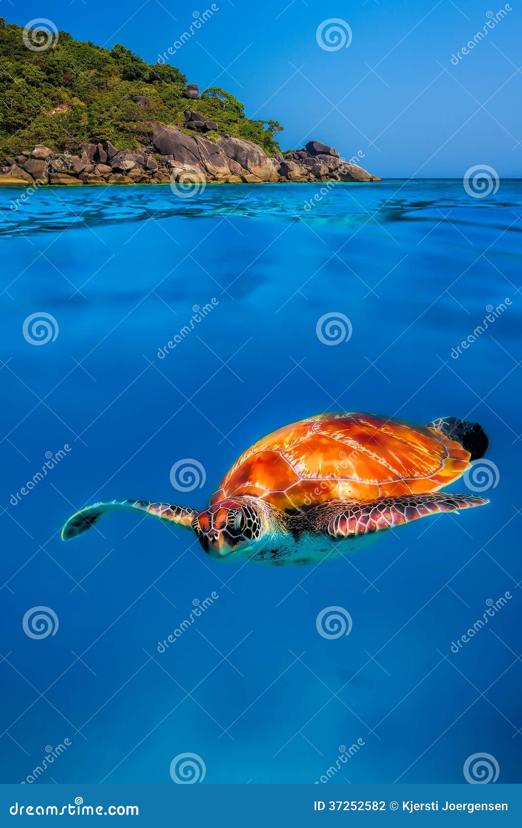 Green Turtle at Similan Islands Stock Photo - Image of landscape, dive ...