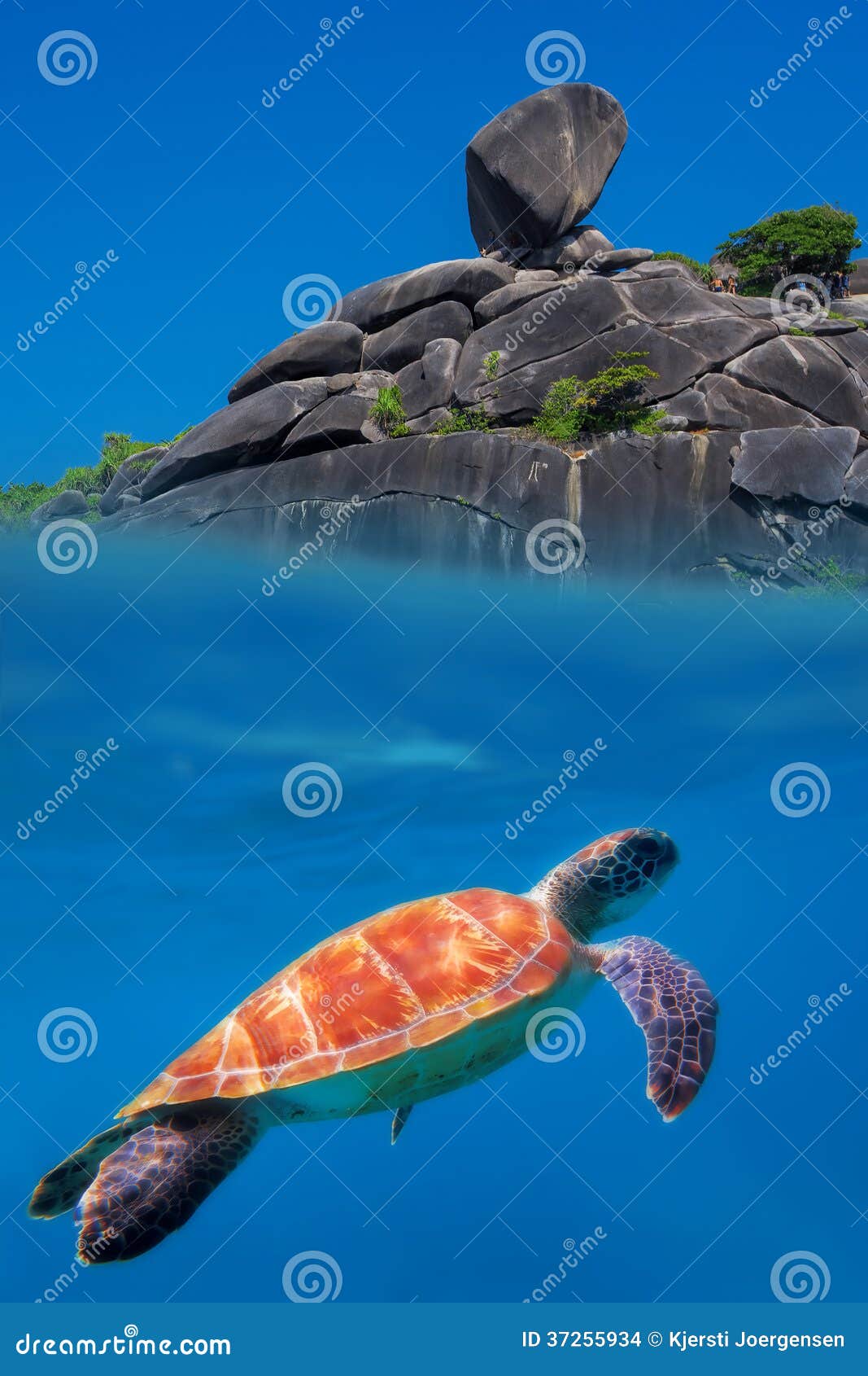 Green Turtle At Similan Islands Stock Photography | CartoonDealer.com ...