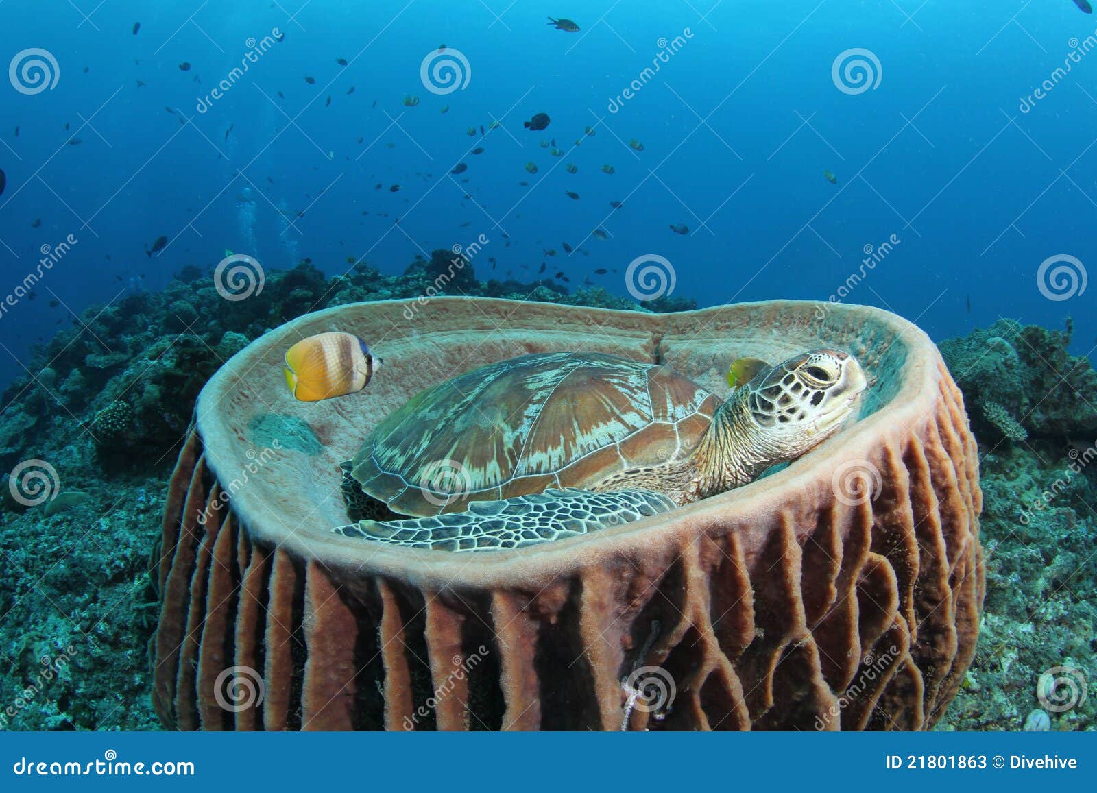 Green Turtle Sitting in Barrel Sponge Stock Image - Image of barrel ...