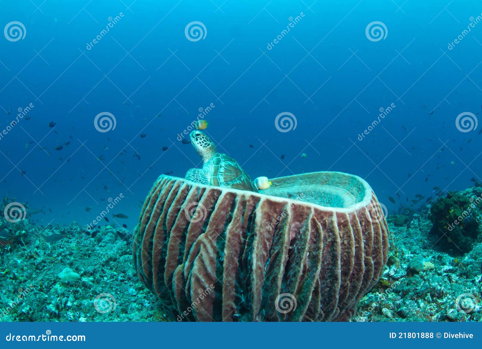 Green Turtle Sitting in a Barrel Sponge Stock Photo - Image of ...