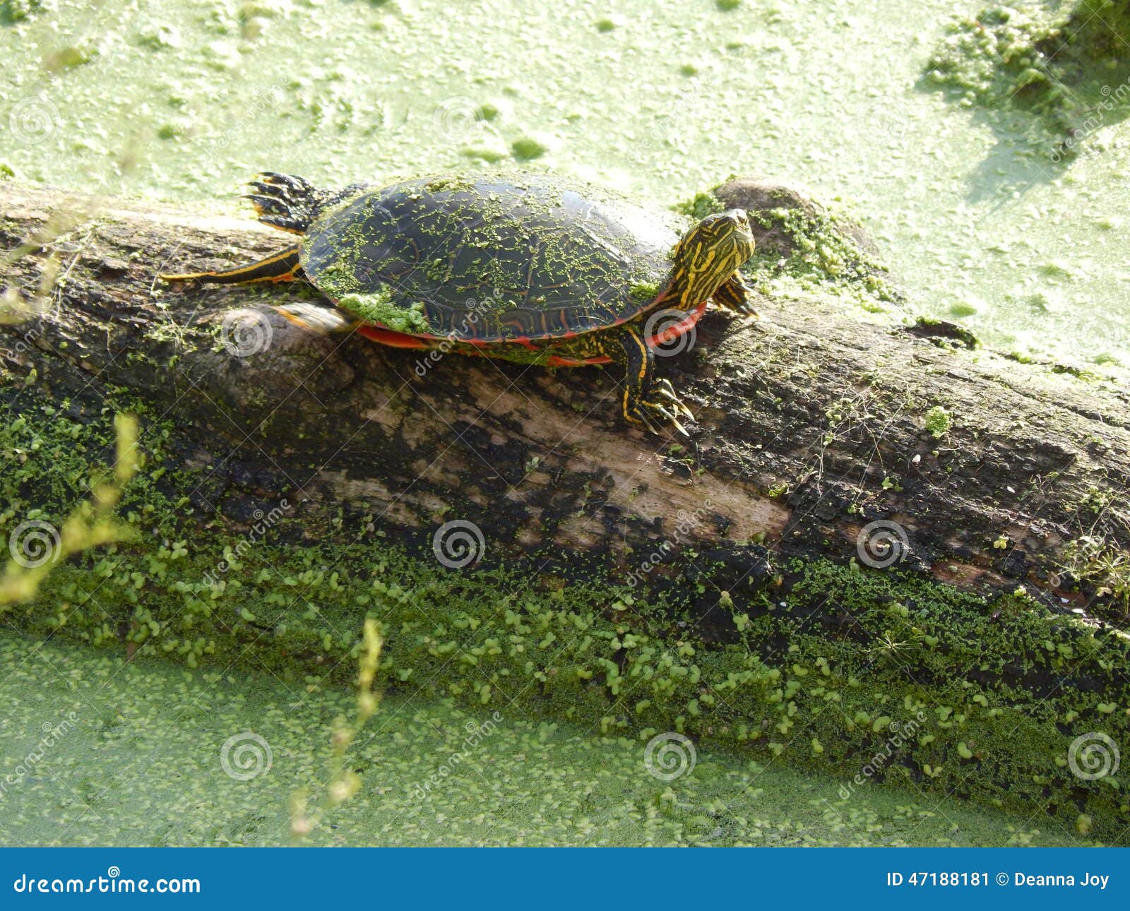 Rainbow Turtle Sitting on Algae Log Stock Image - Image of rainbow ...